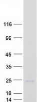 MANF Antibodies & ELISA Kits, MANF Proteins