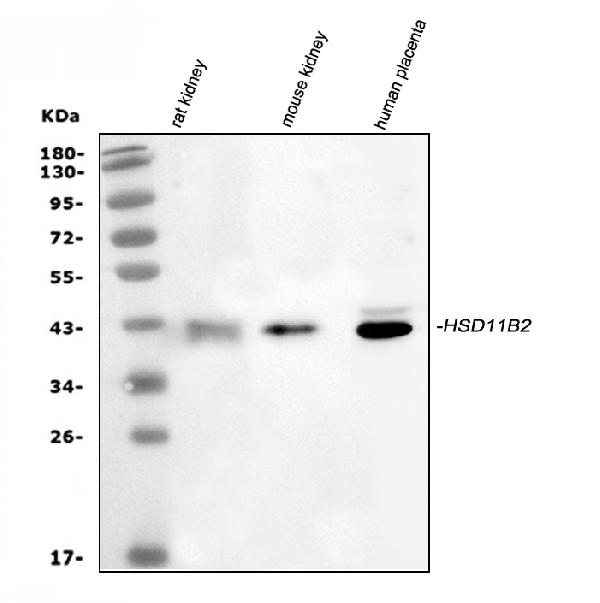 HSD11B2 Antibody