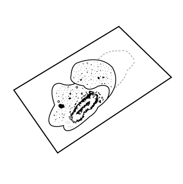 immunohistochemistry Principle. How IHC staining Works