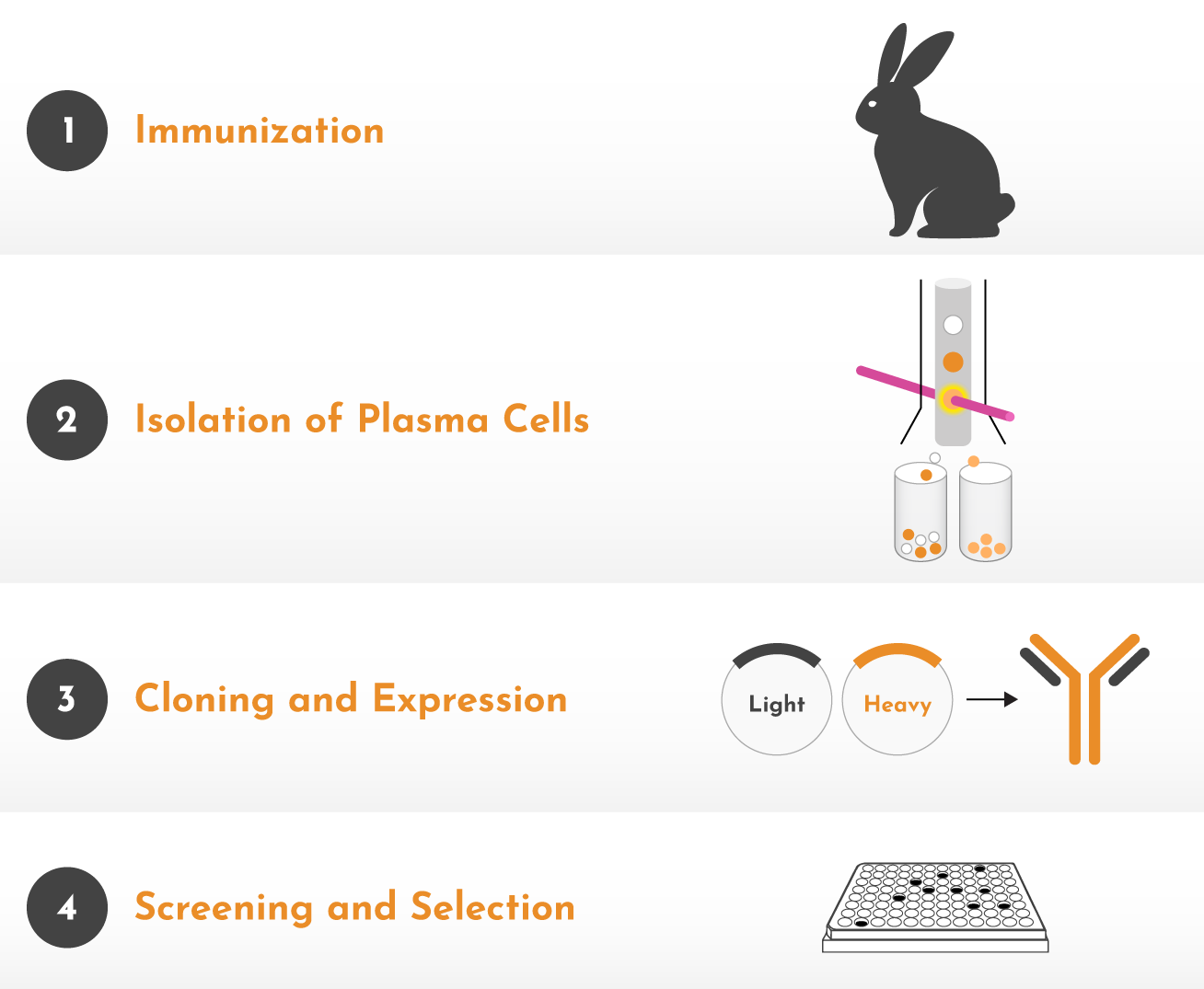 Custom Rabbit Monoclonal Antibody Discovery Service | Boster Bio