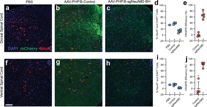 AAV Packaging Service