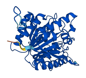 ARG1 Antibodies & ELISA Kits, Arginase 1/ARG1/liver Arginase Proteins