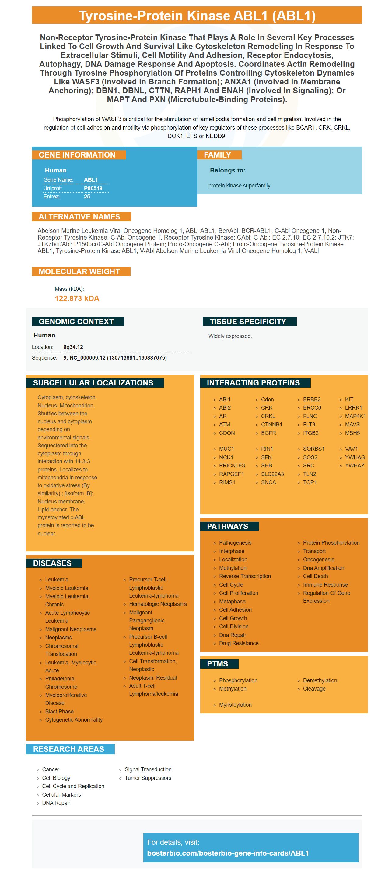 ABL1 Antibodies & ELISA Kits, c-Abl Proteins