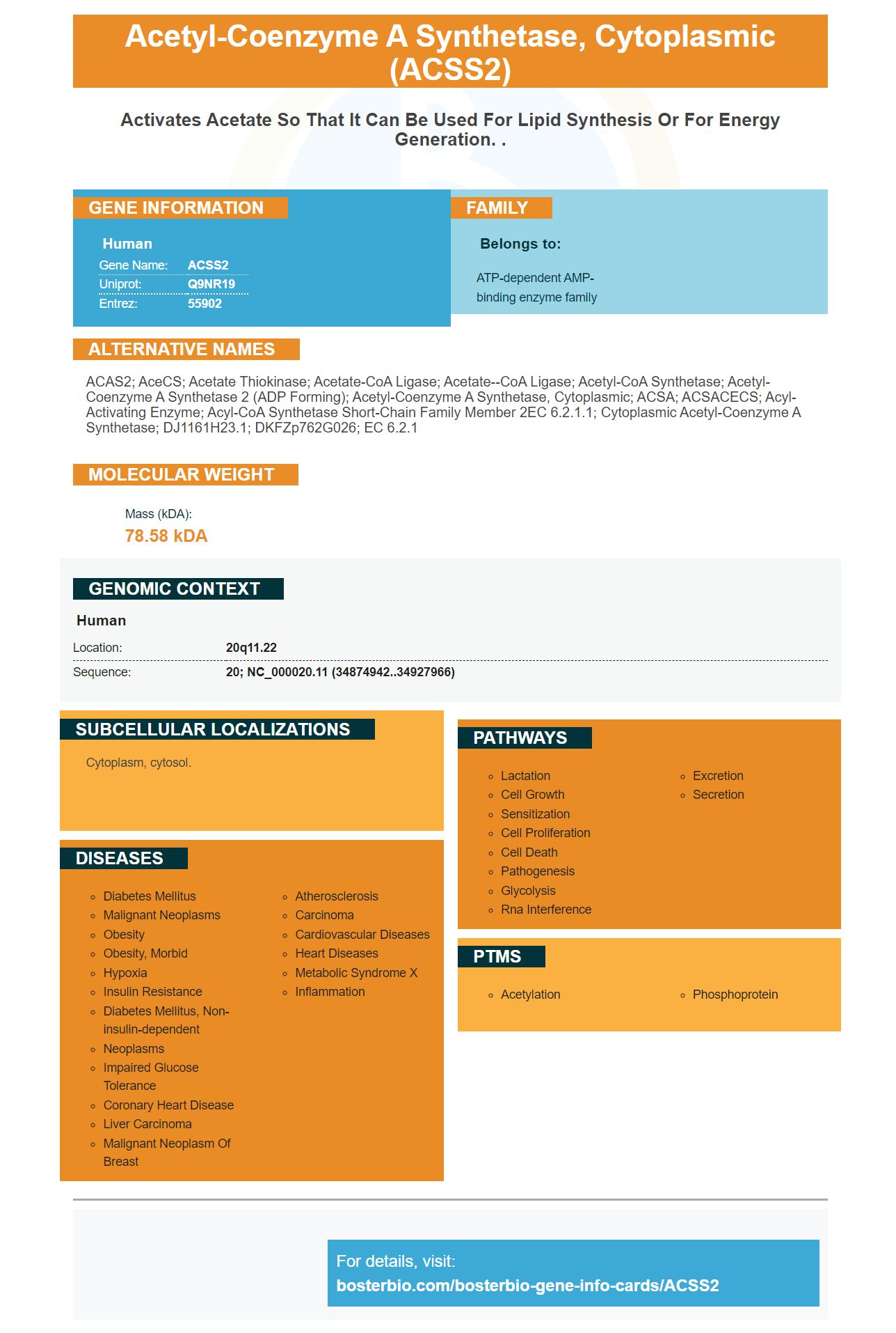 ACSS2 Antibodies & ELISA Kits, Acetyl CoA synthetase Proteins