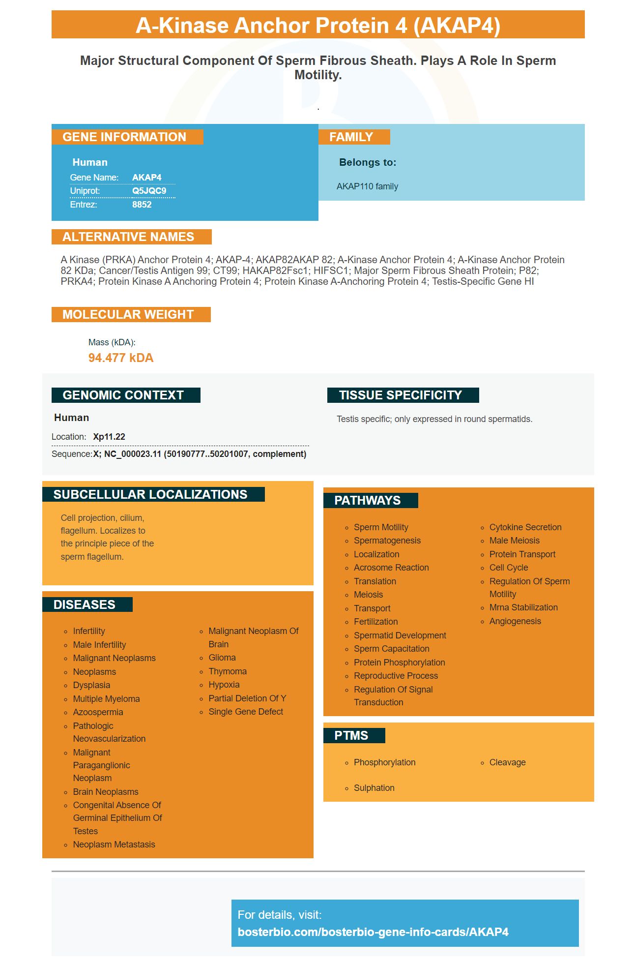 AKAP4 Antibodies & ELISA Kits, AKAP4 Proteins