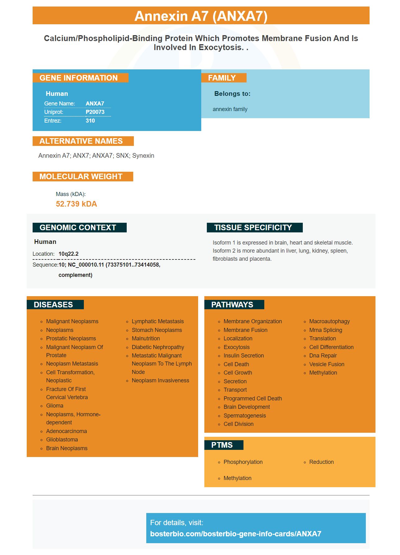 ANXA7 Antibodies & ELISA Kits, Annexin A7 Proteins