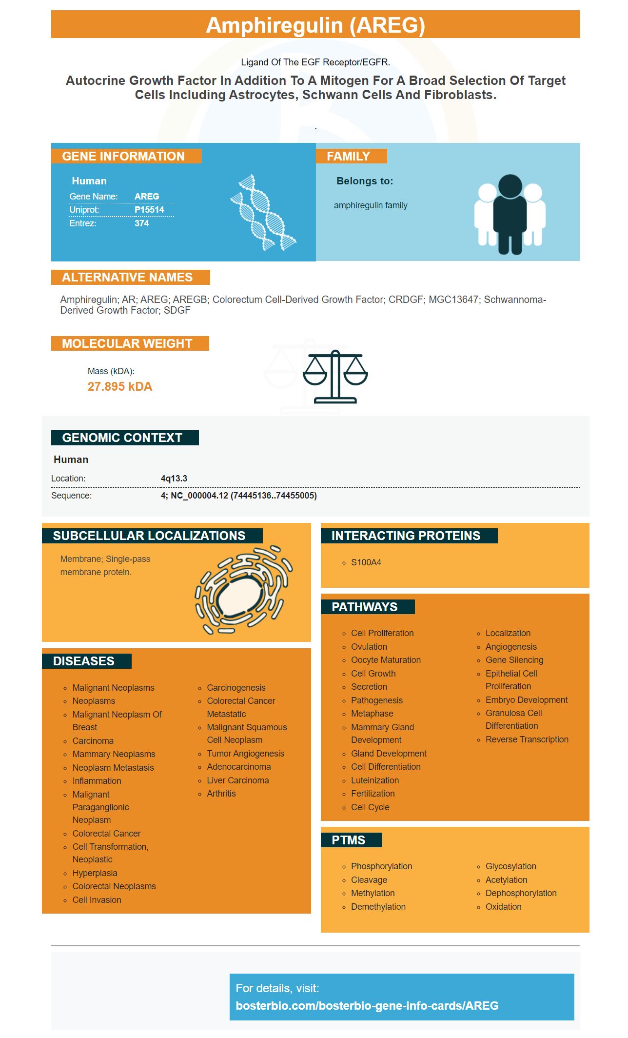 AREG Antibodies & ELISA Kits, Amphiregulin Proteins