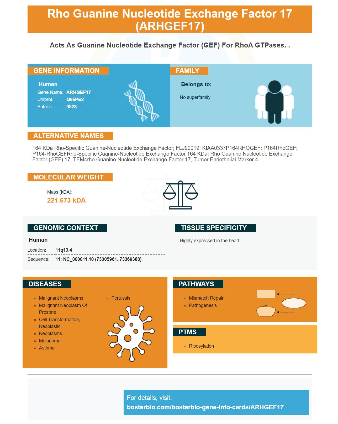Guanine Nucleotide Exchange Factor