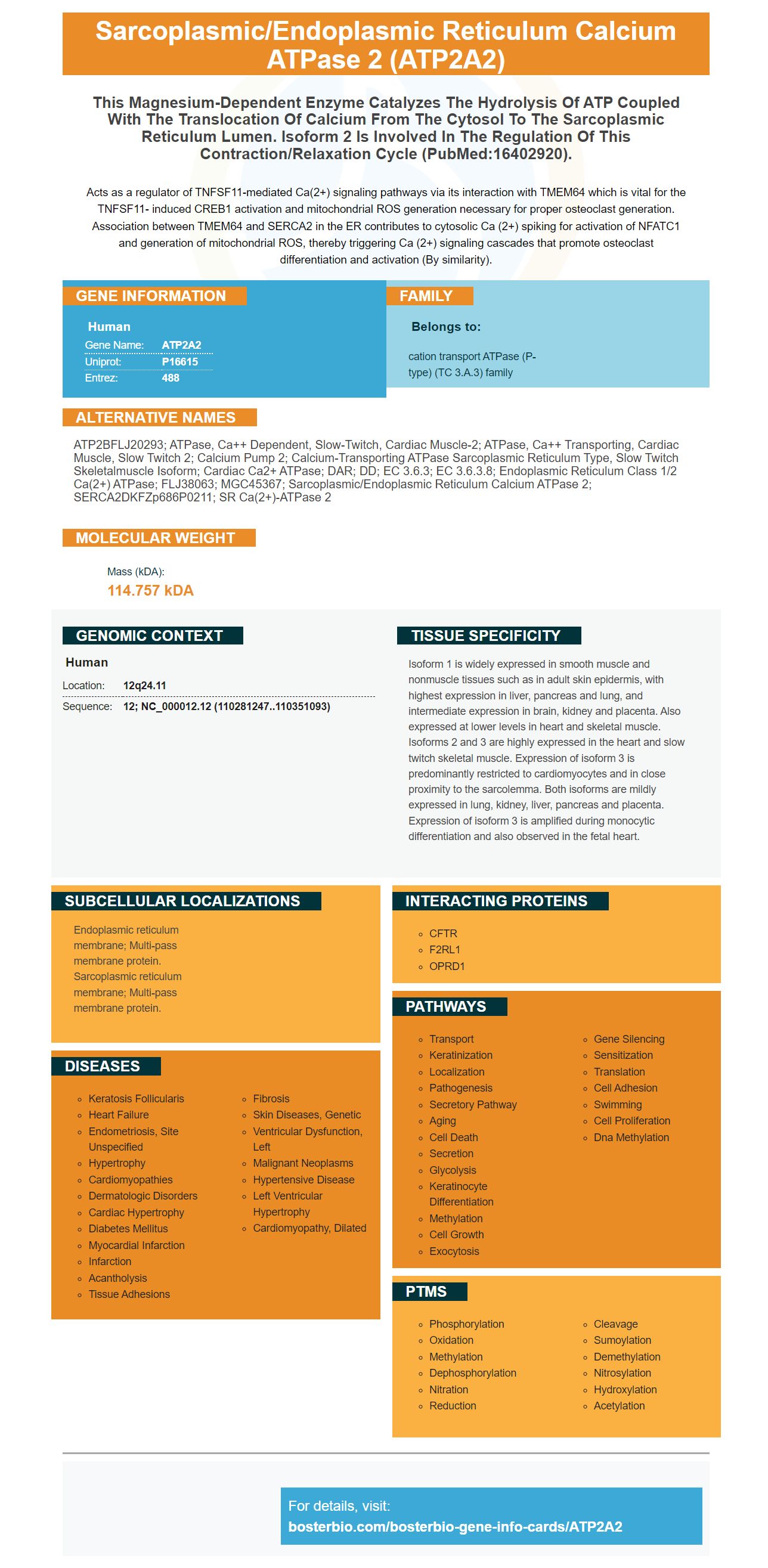 ATP2A2 Antibodies & ELISA Kits, SERCA2 ATPase Proteins