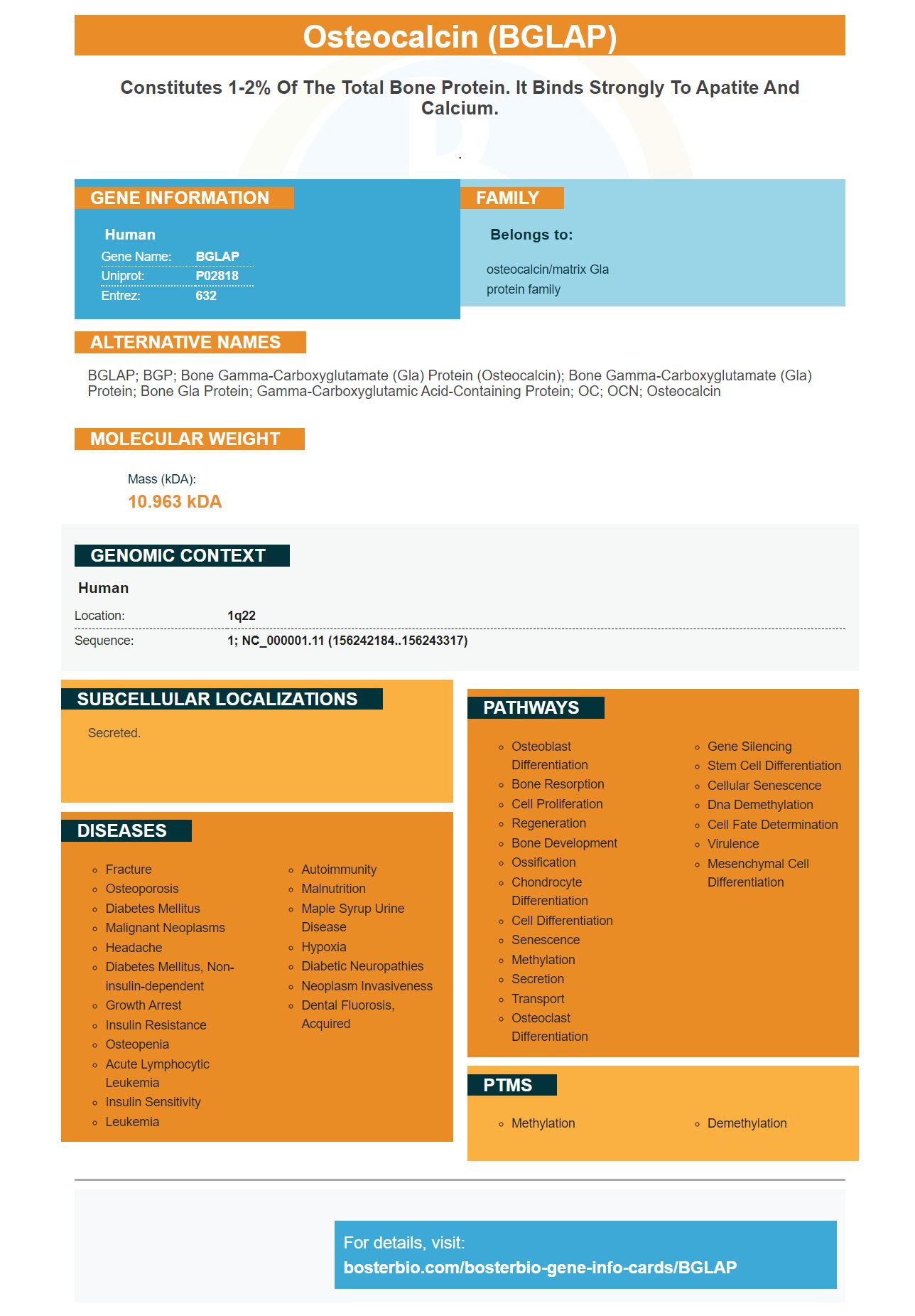 BGLAP Antibodies & ELISA Kits, Osteocalcin Proteins