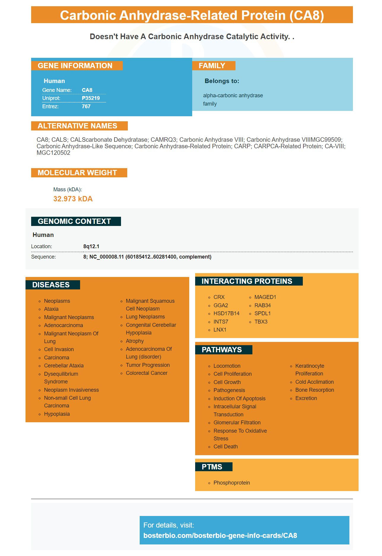 CA8 Antibodies & ELISA Kits, Carbonic Anhydrase VIII/CA8 Proteins