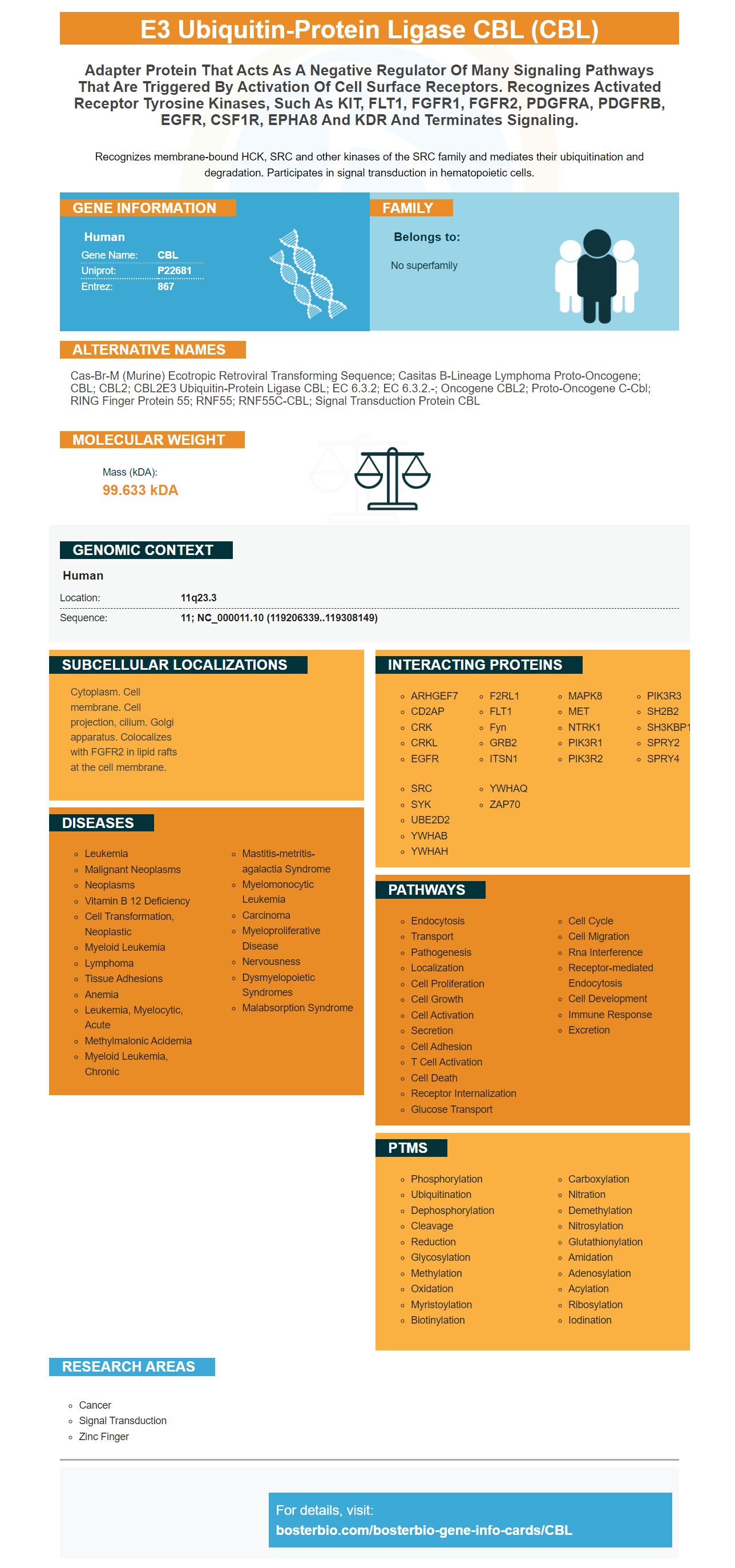 CBL Antibodies & ELISA Kits, CBL Proteins