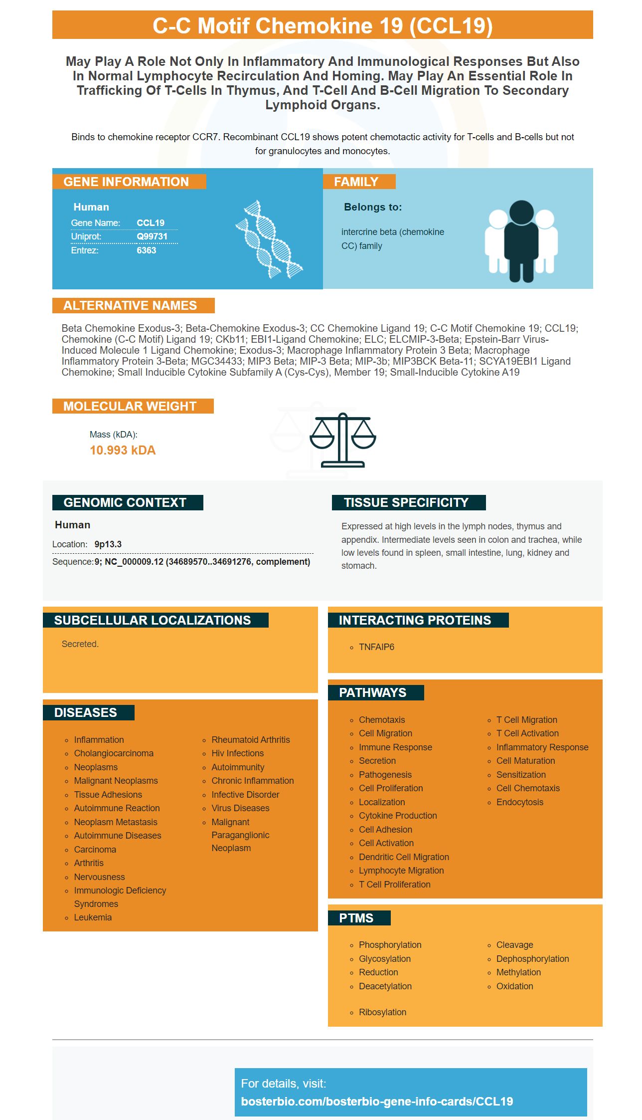CCL19 Antibodies & ELISA Kits, CCL19/MIP-3 beta Proteins