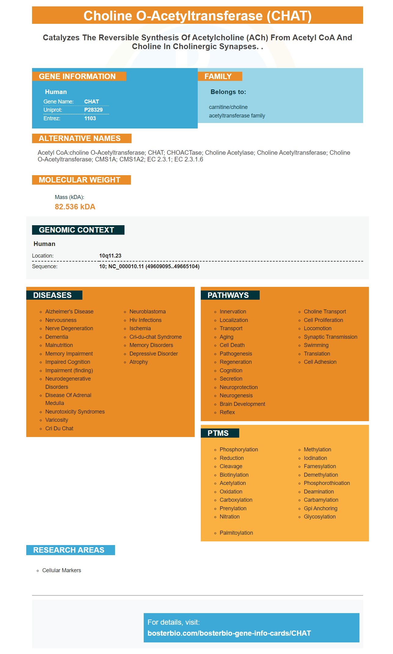CHAT Antibodies & ELISA Kits, Choline Acetyltransferase/ChAT Proteins