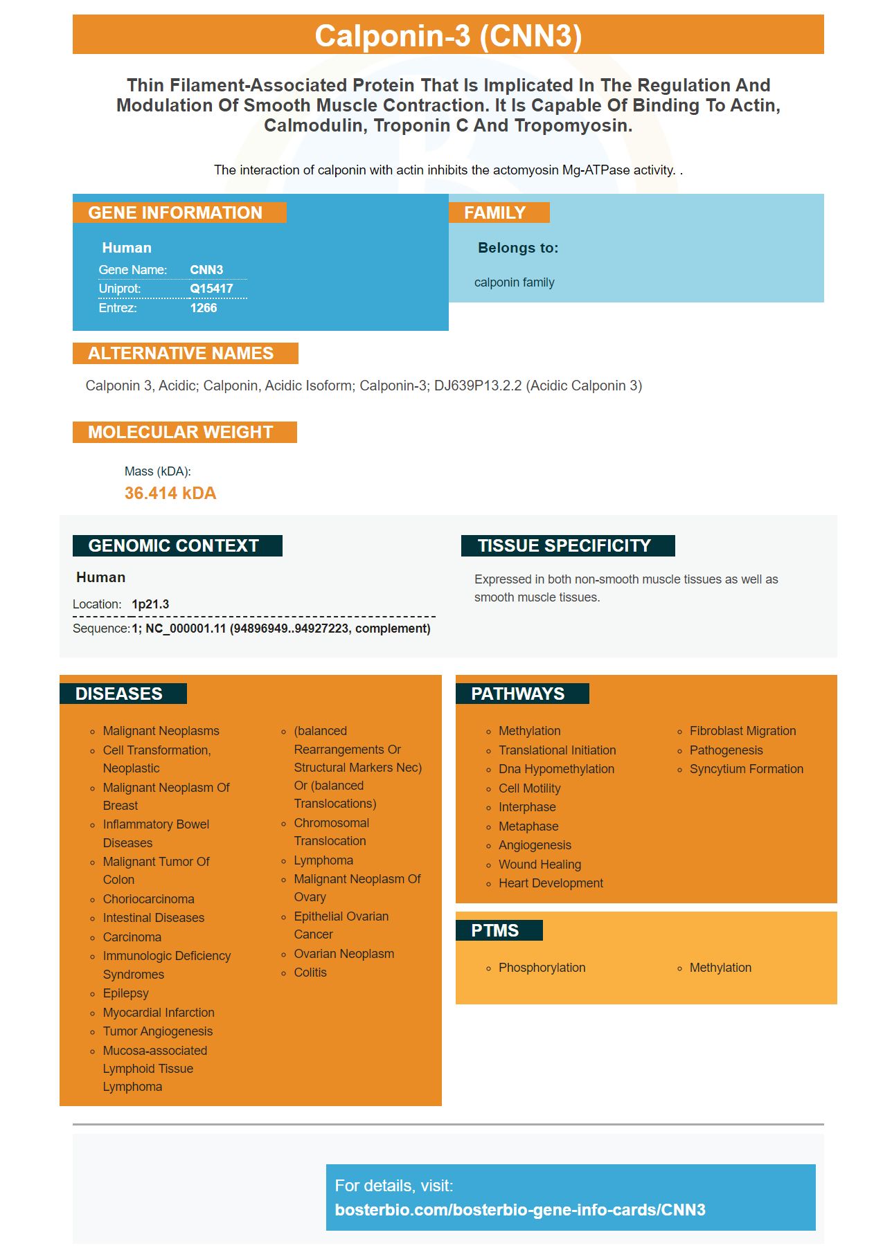 CNN3 Antibodies & ELISA Kits, Acidic Calponin Proteins