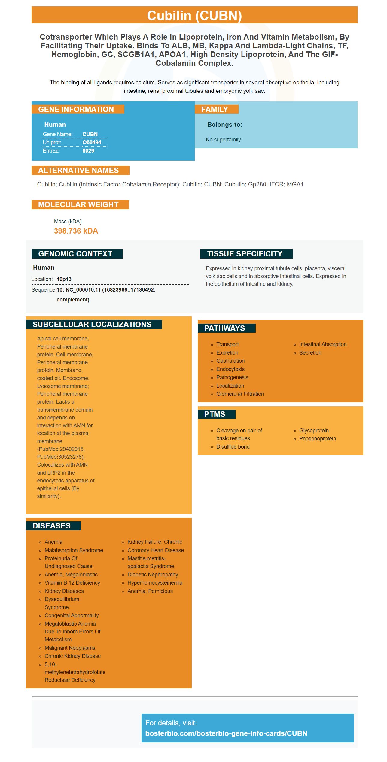CUBN Antibodies & ELISA Kits, Cubilin Proteins