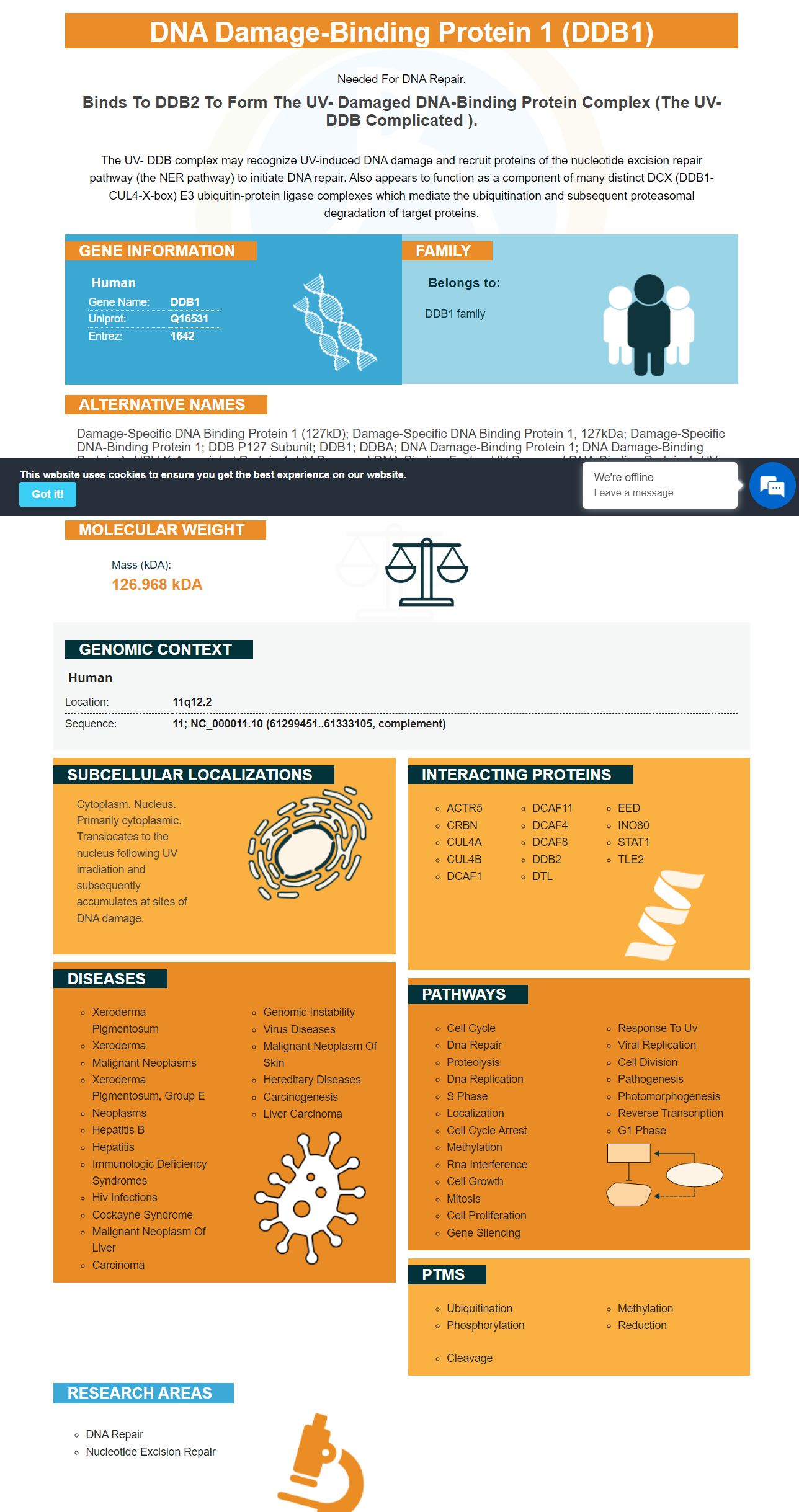 DDB1 Antibodies & ELISA Kits, DDB1 Proteins