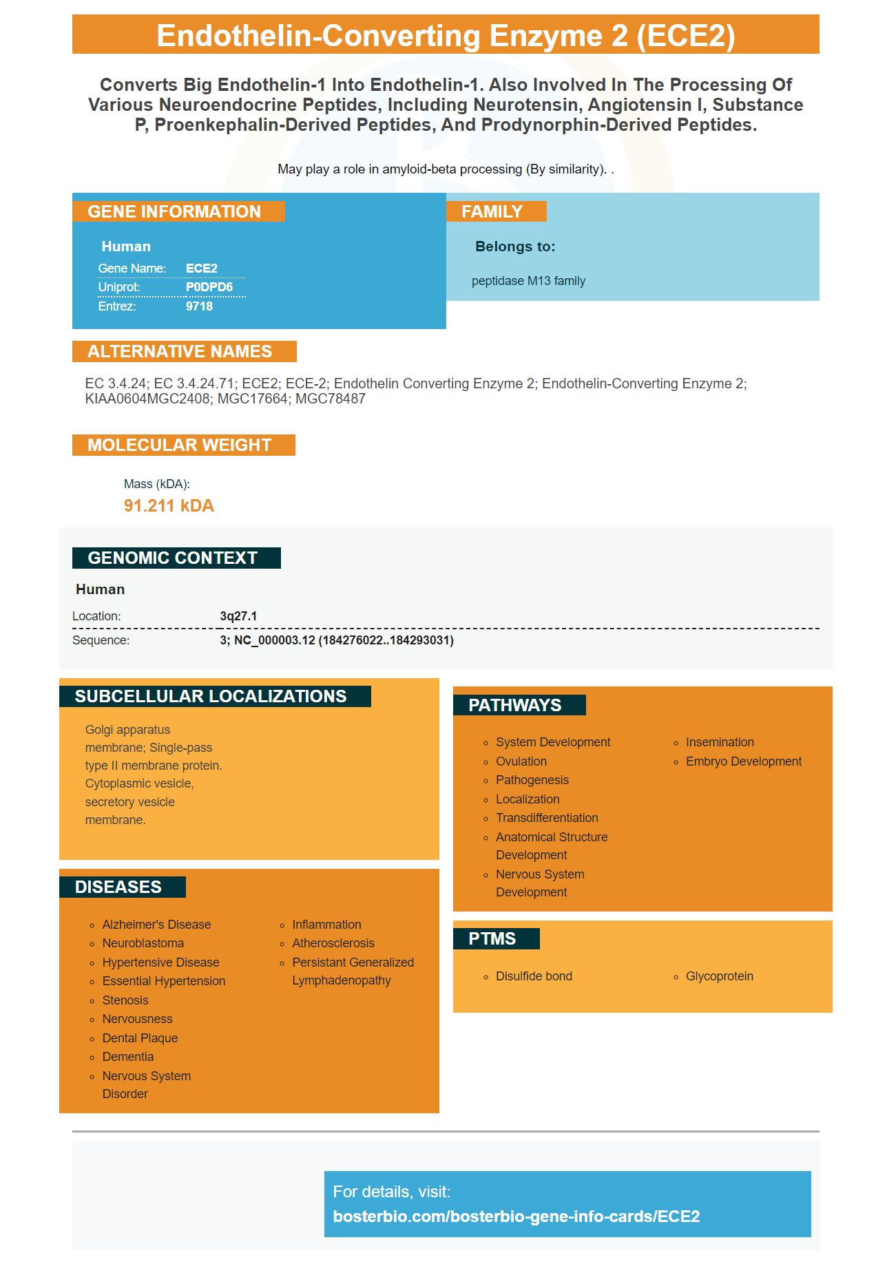 ECE2 Antibodies & ELISA Kits, ECE-2 Proteins