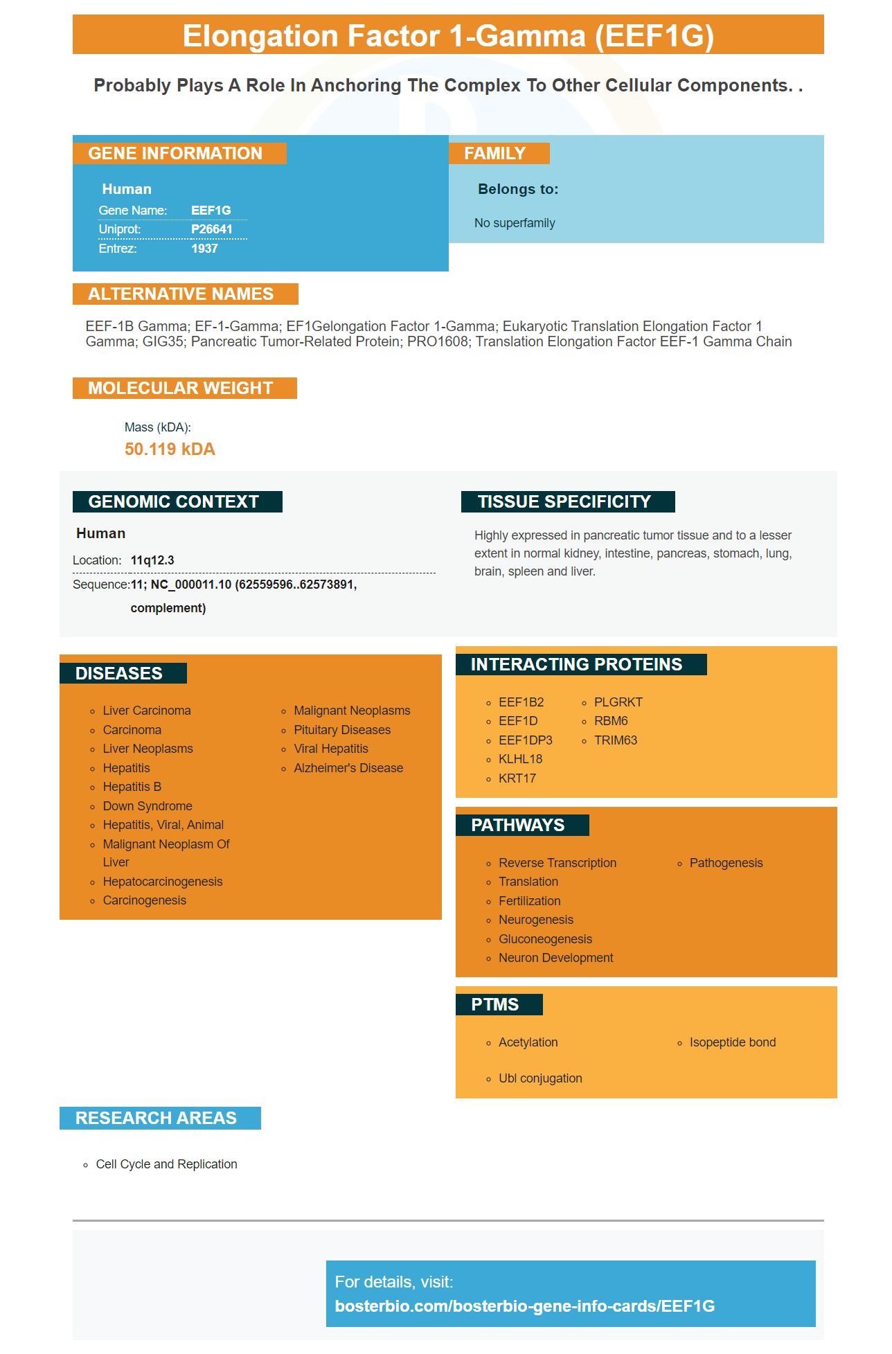 EEF1G Antibodies & ELISA Kits, EEF1G Proteins