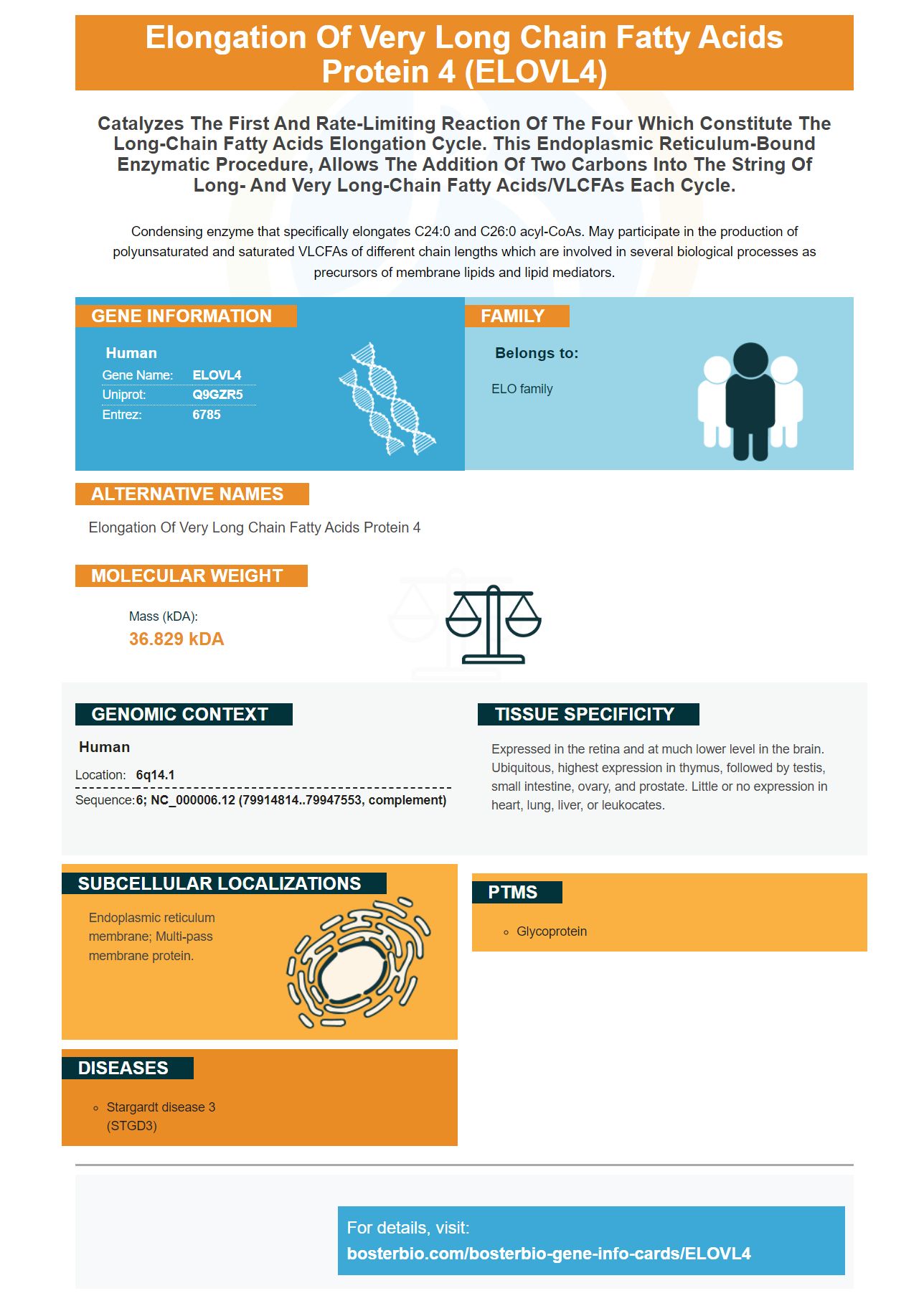 ELOVL4 Antibodies & ELISA Kits, ELOVL4 Proteins