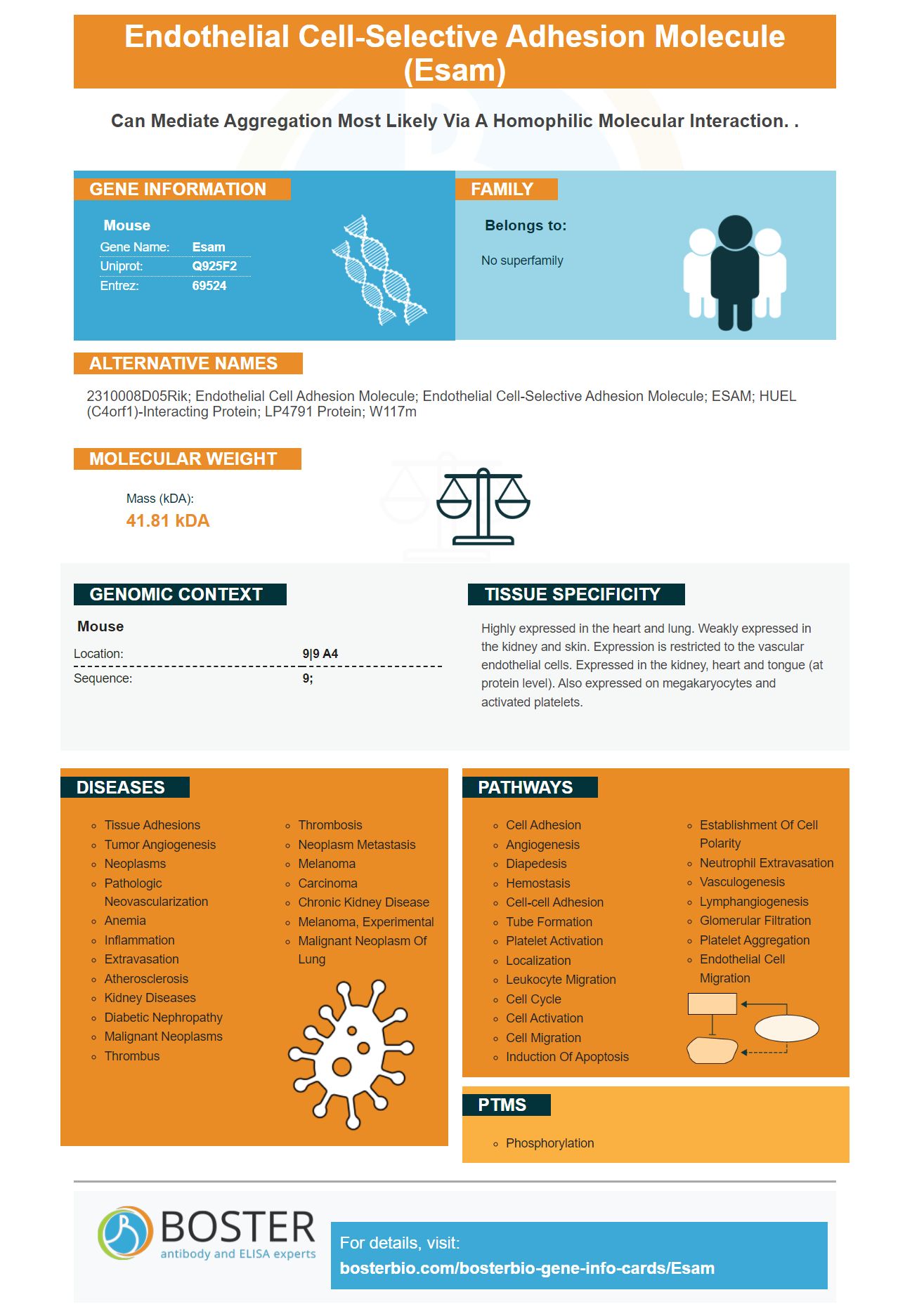 ESAM Antibodies & ELISA Kits, ESAM Proteins