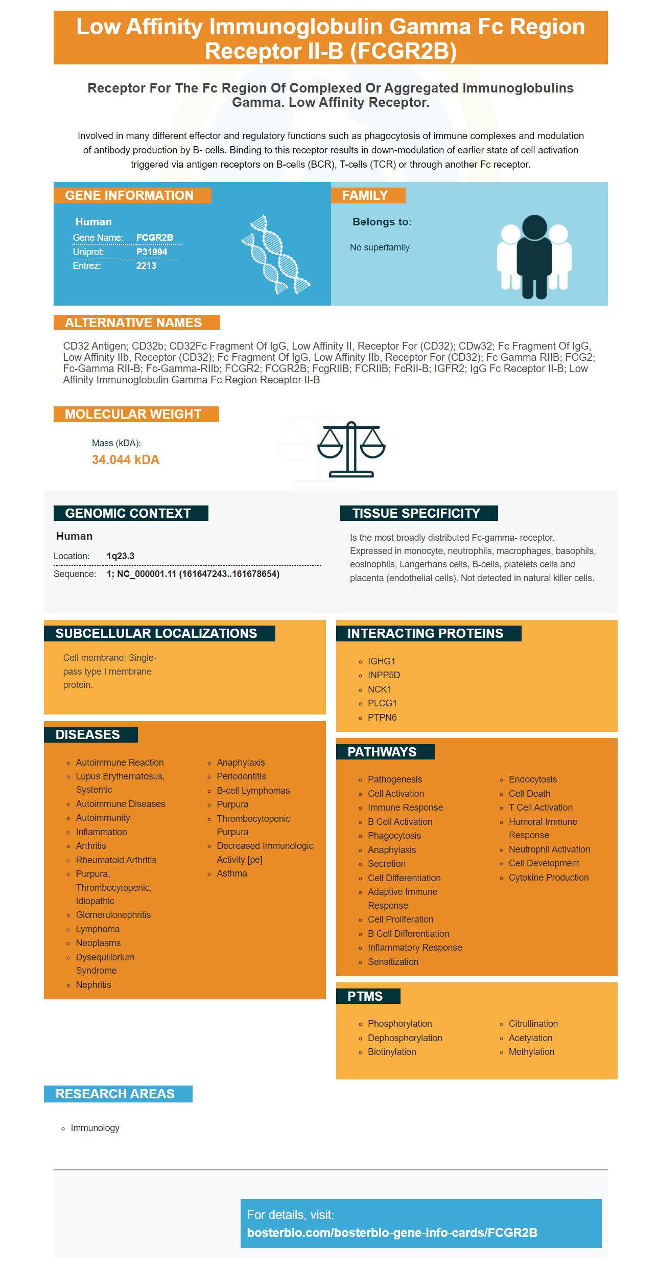 FCGR2B Antibodies & ELISA Kits, FCGR2B Proteins