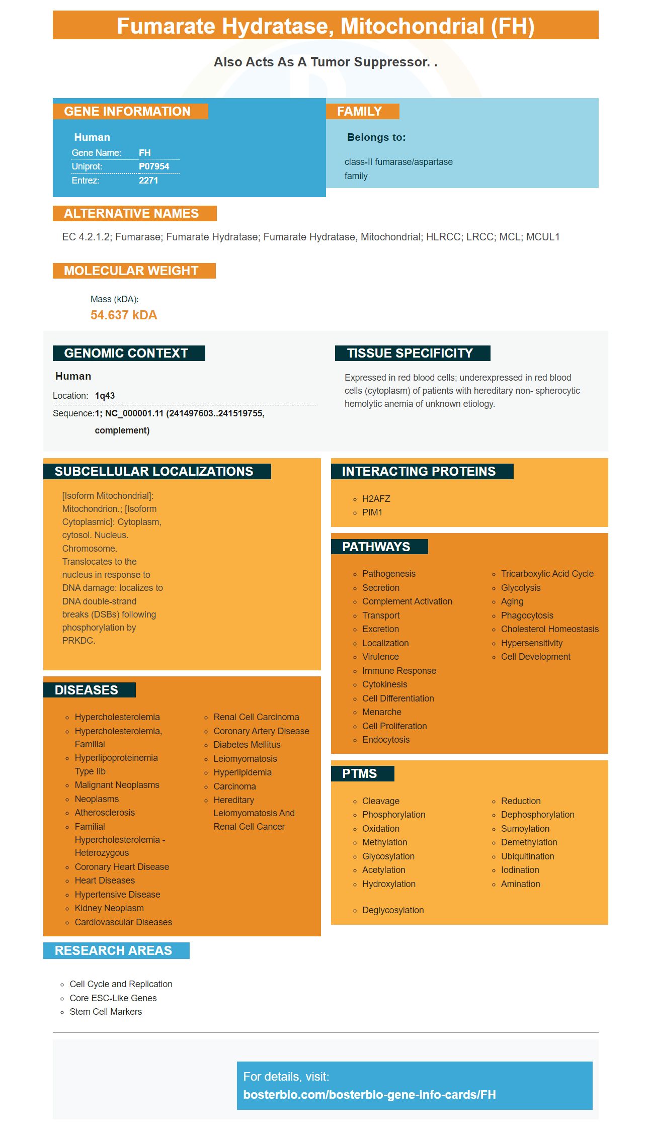FH Antibodies & ELISA Kits, Fumarase Proteins
