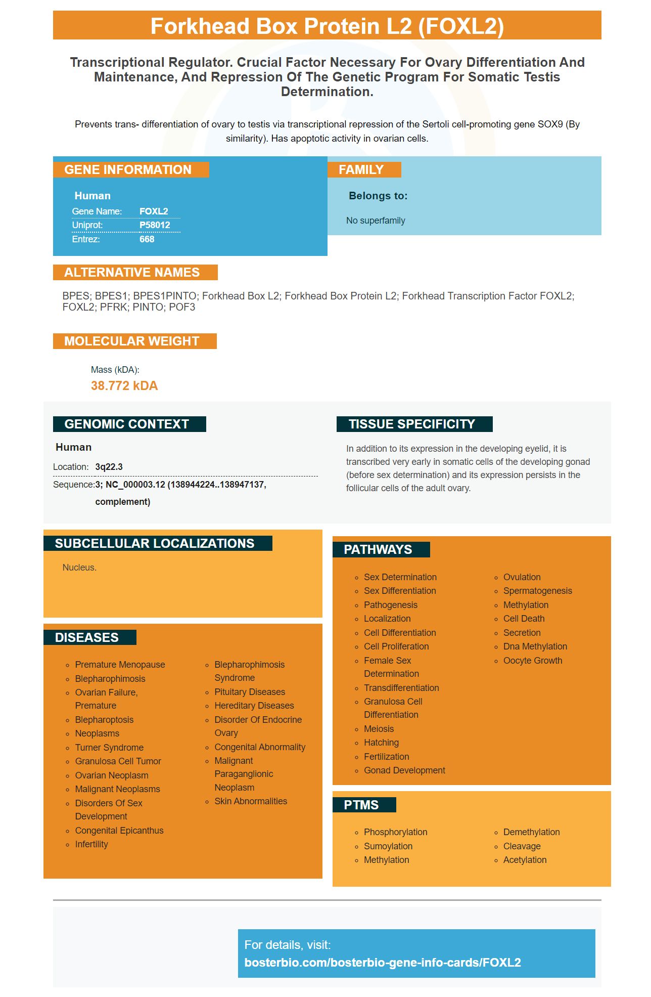 FOXL2 Antibodies & ELISA Kits, FOXL2 Proteins