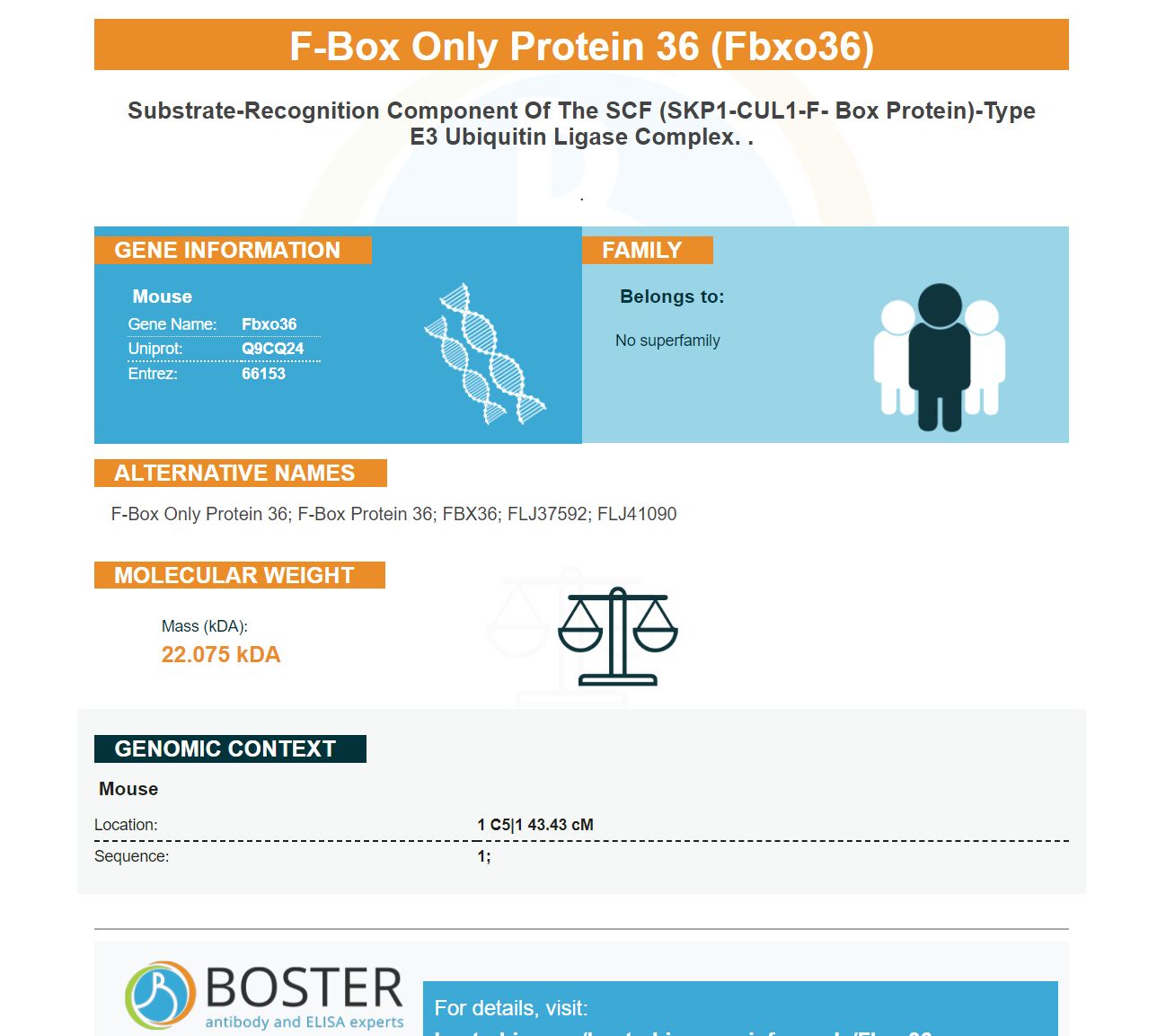 FBXO36 Antibodies & ELISA Kits, FBXO36 Proteins