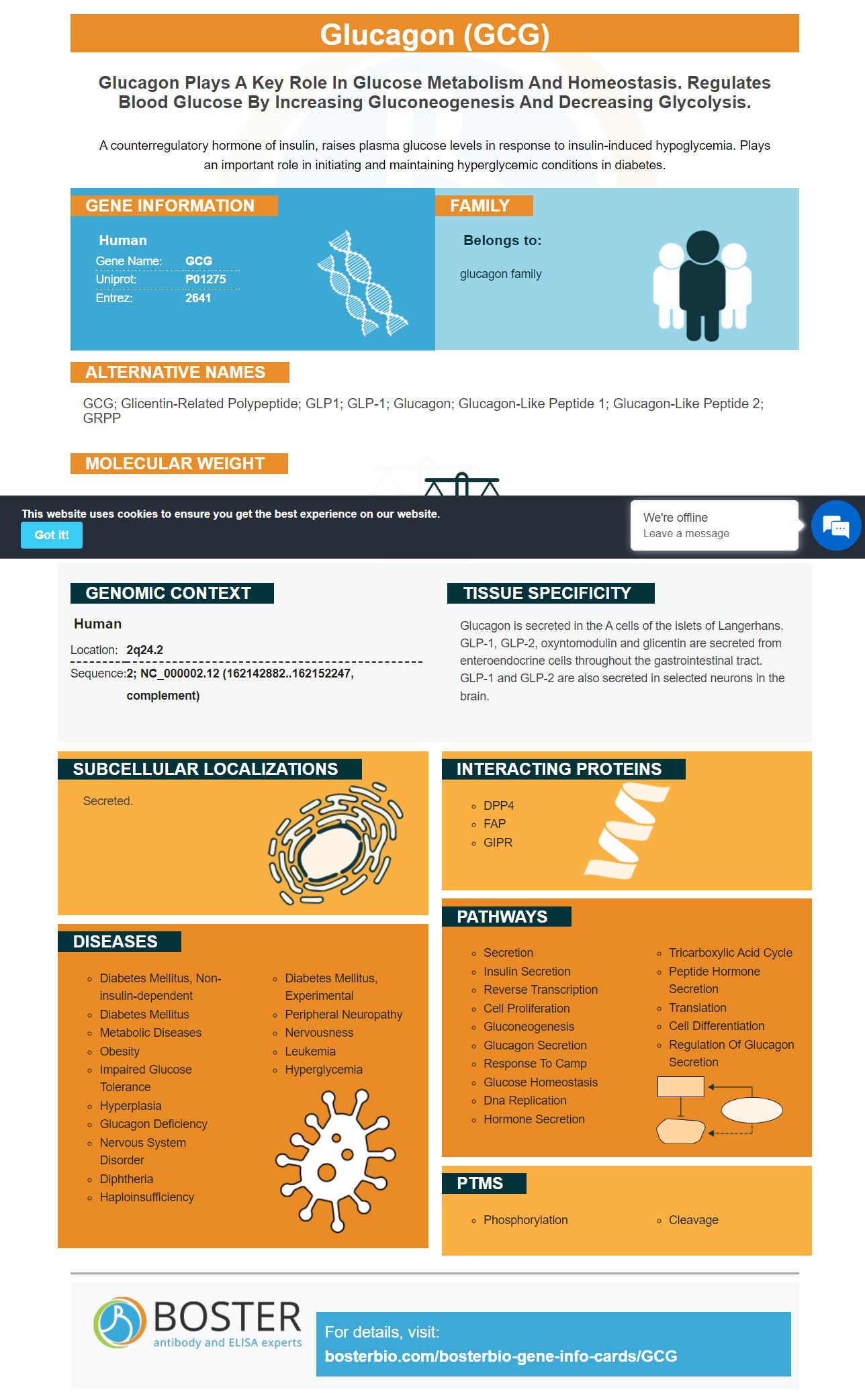 GCG Antibodies & ELISA Kits, GCG Proteins