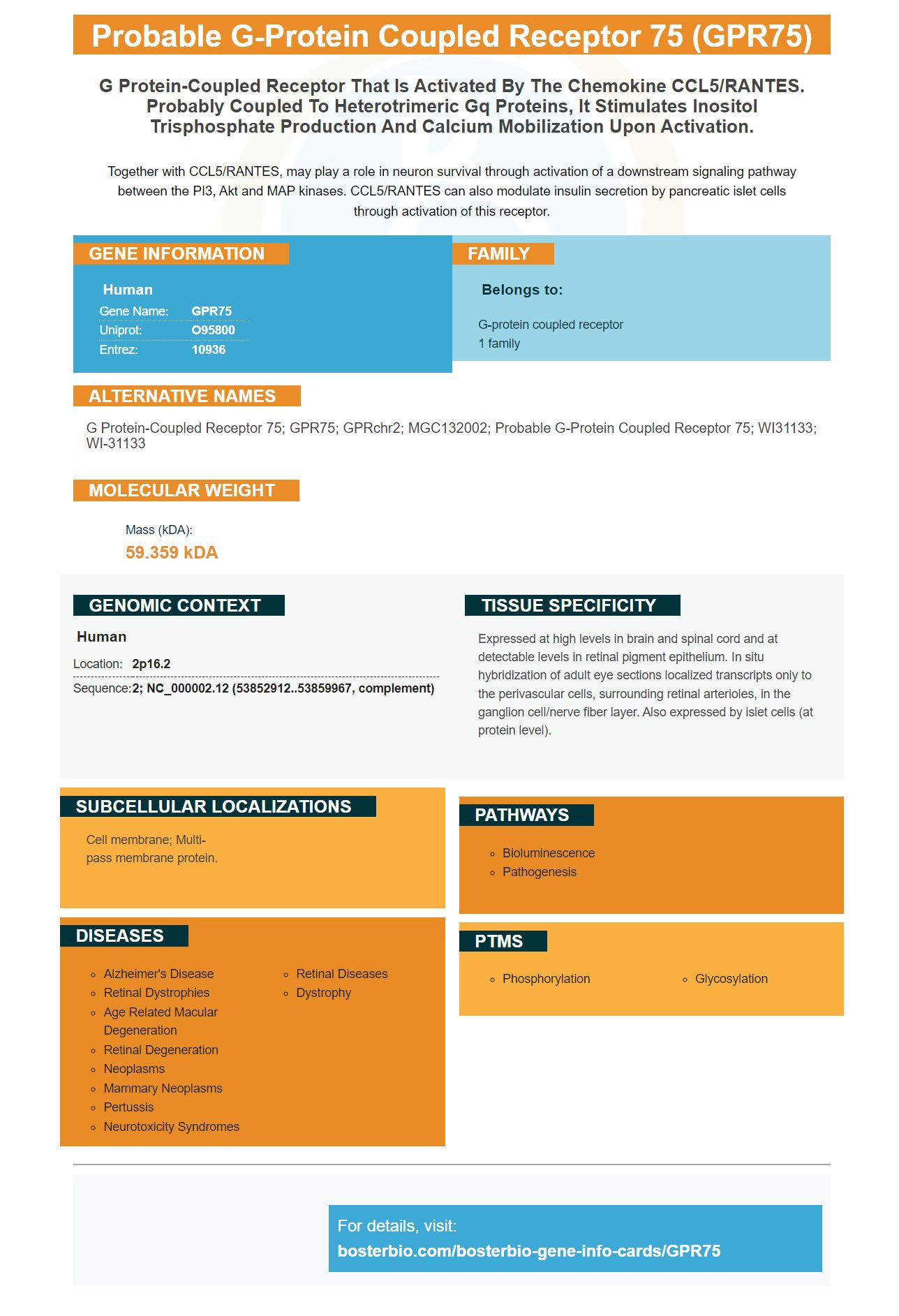 GPR75 Antibodies & ELISA Kits, GPR75 Proteins