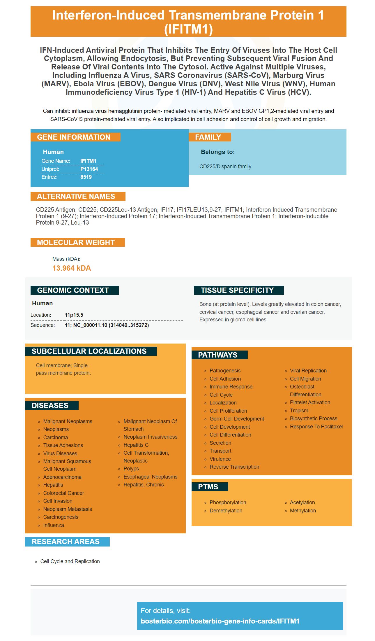 IFITM1 Antibodies & ELISA Kits, IFITM1 Proteins
