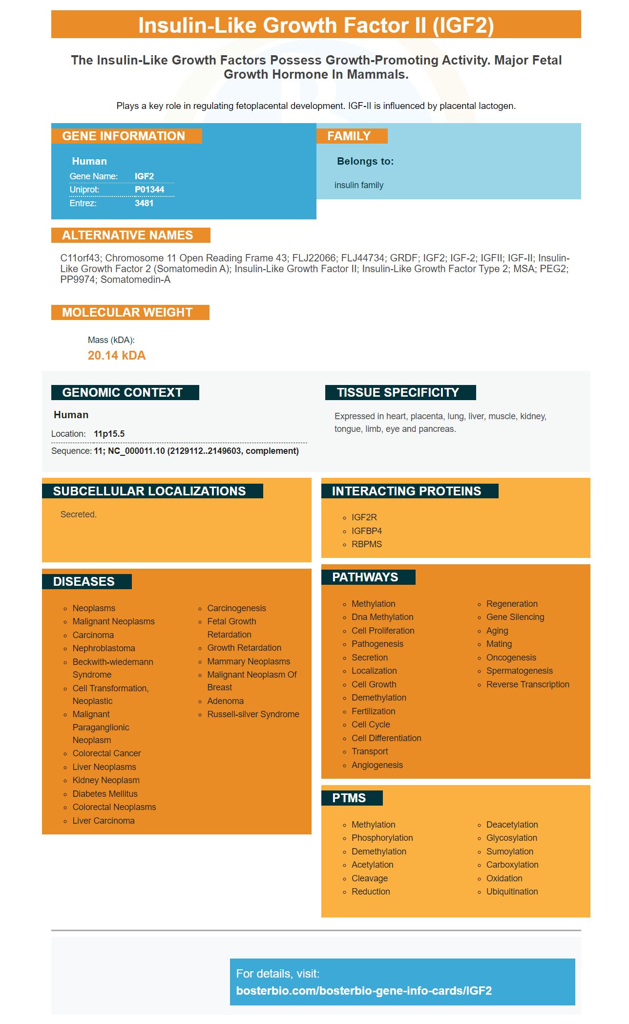 IGF2 Antibodies & ELISA Kits, IGF-II/IGF2 Proteins