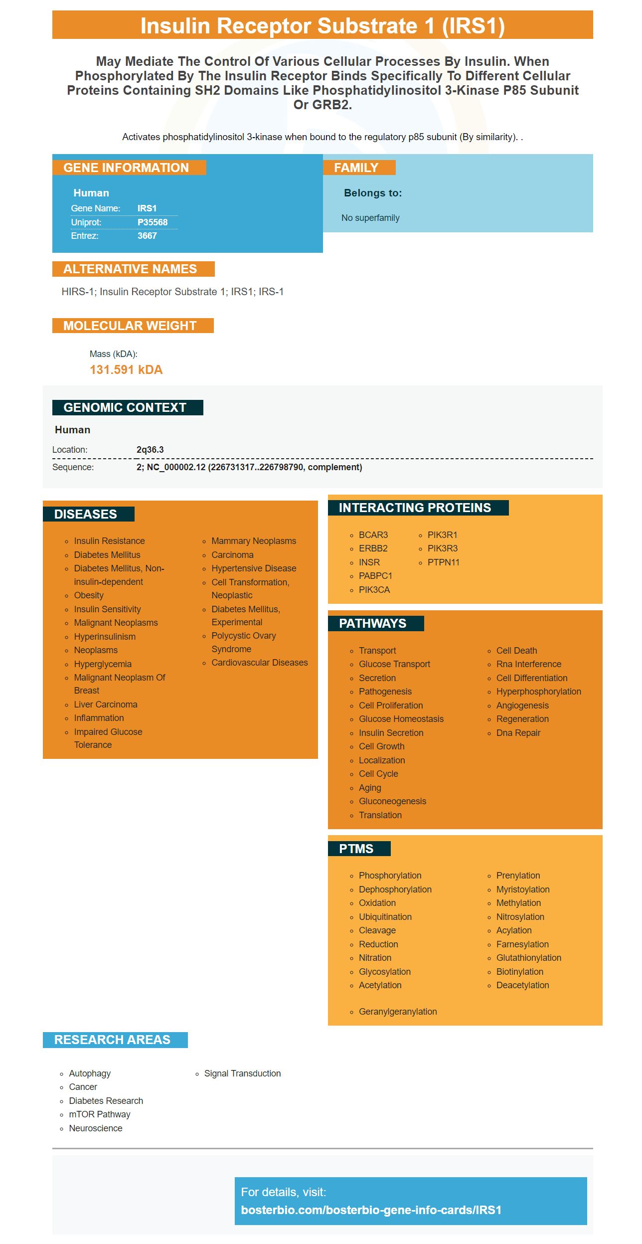 IRS1 Antibodies & ELISA Kits, IRS1 Proteins