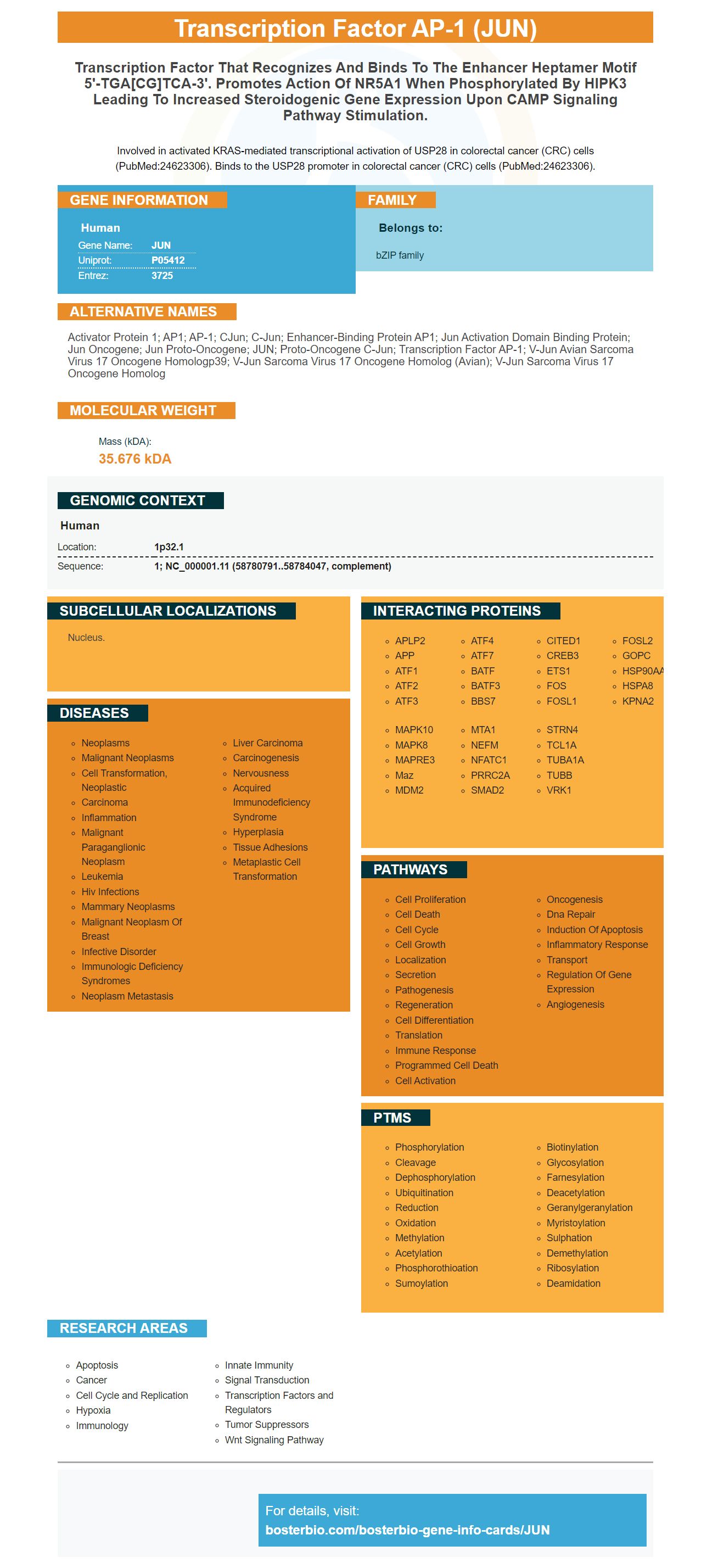 JUN Antibodies & ELISA Kits, c-jun Proteins