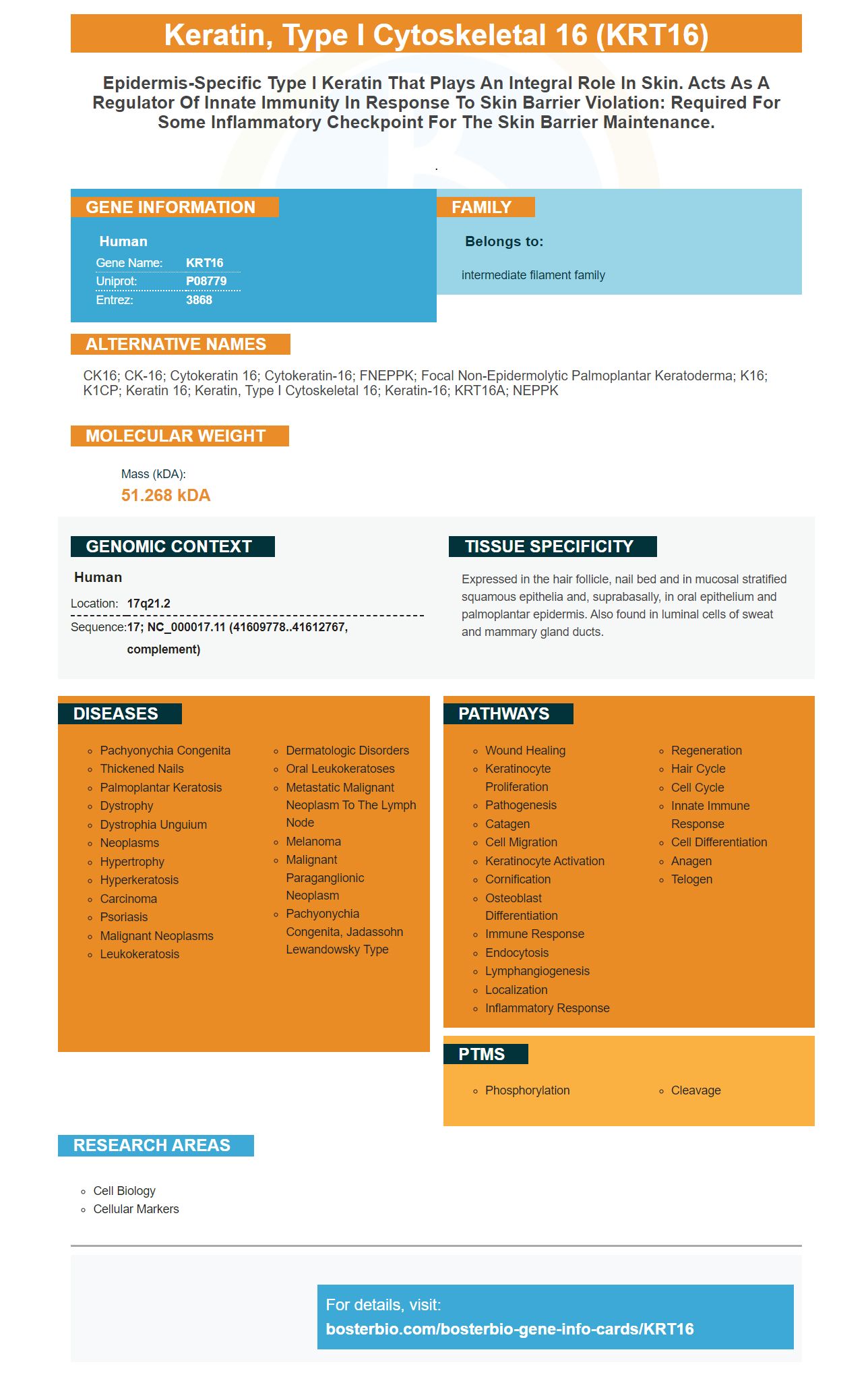KRT16 Antibodies & ELISA Kits, Cytokeratin 16 Proteins