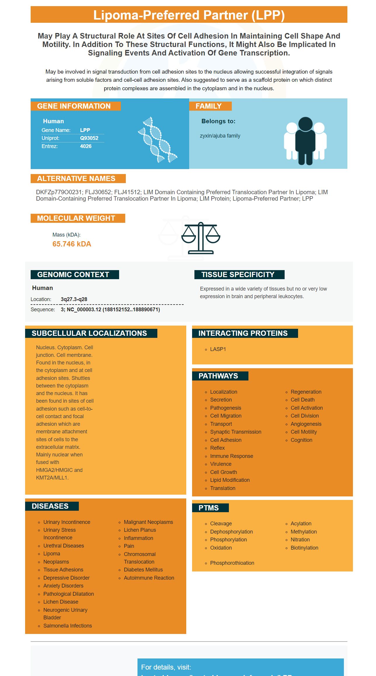 LPP Antibodies & ELISA Kits, LPP Proteins