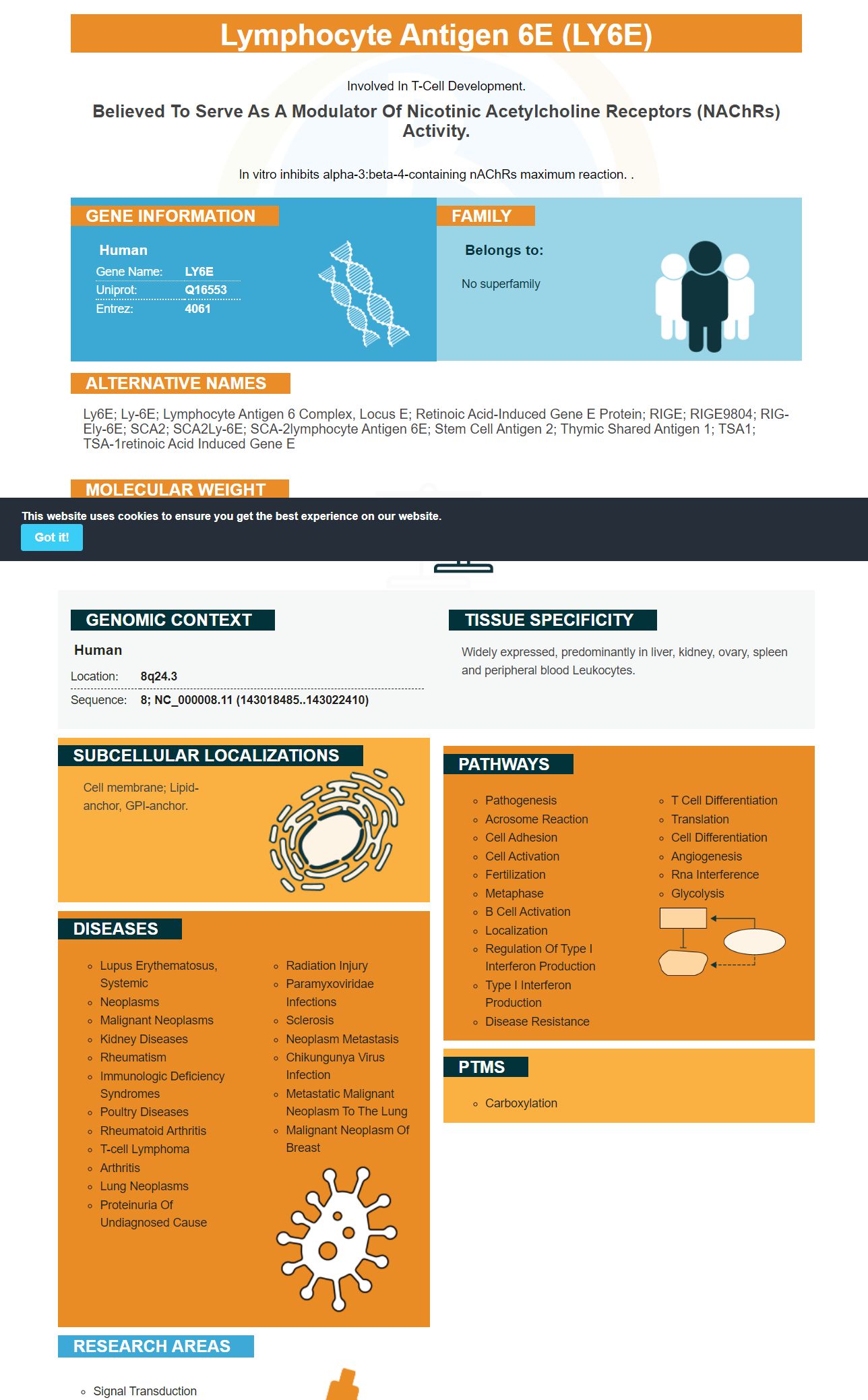 LY6E Antibodies & ELISA Kits, Ly-6E Proteins