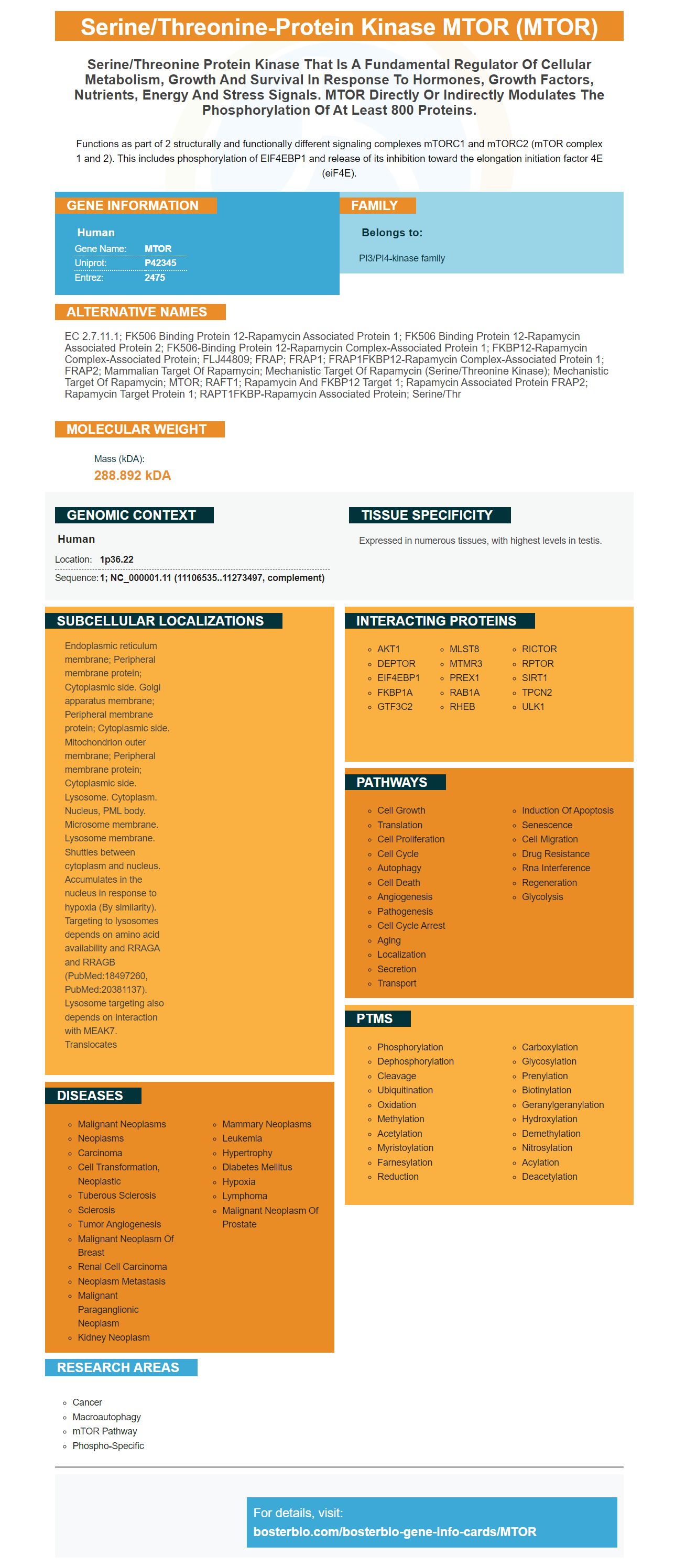 MTOR Antibodies & ELISA Kits, TOR/mTOR Proteins