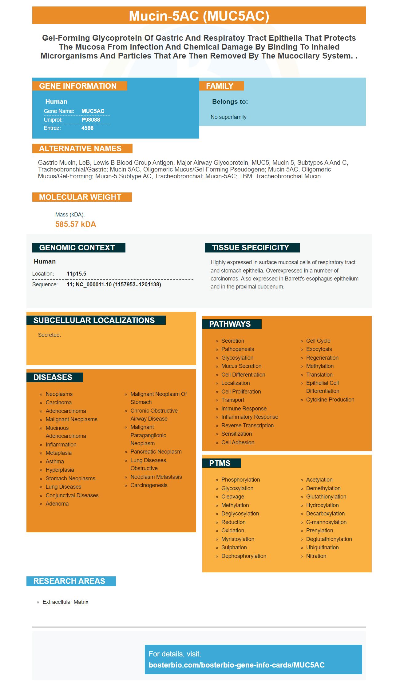 MUC5AC Antibodies & ELISA Kits, MUC5AC Proteins