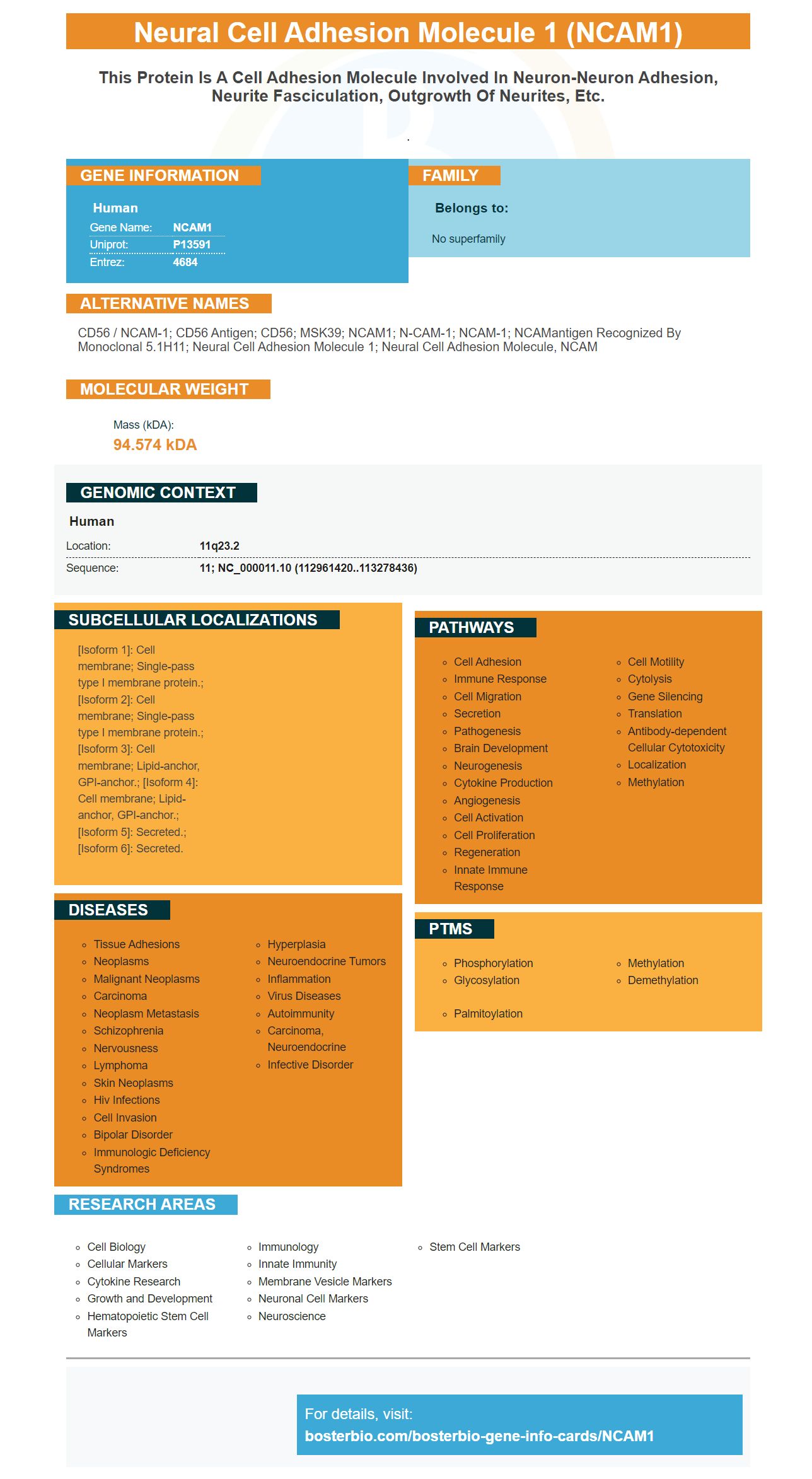 NCAM1 Antibodies & ELISA Kits, NCAM-1/CD56 Proteins