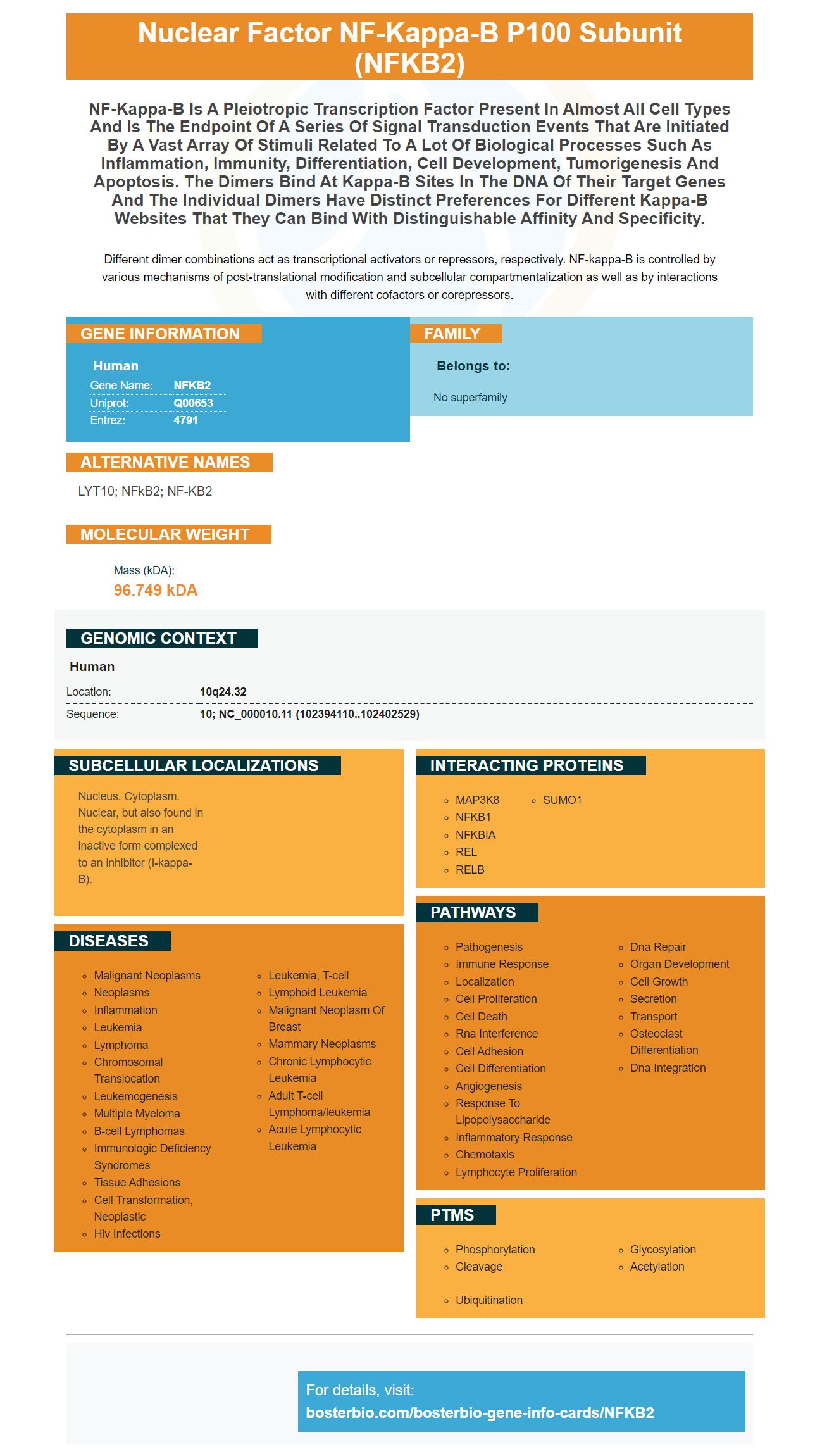 NFKB2 Antibodies & ELISA Kits, NFKB2 Proteins