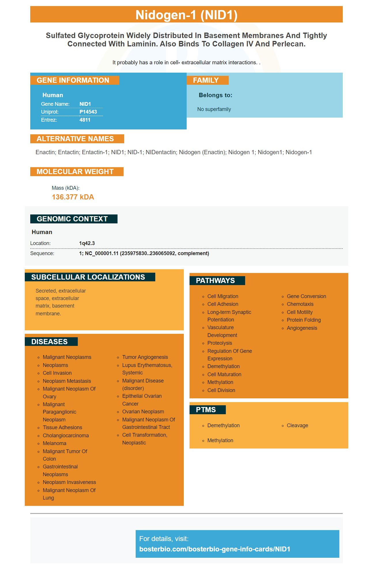 NID1 Antibodies & ELISA Kits, Nidogen-1/Entactin Proteins