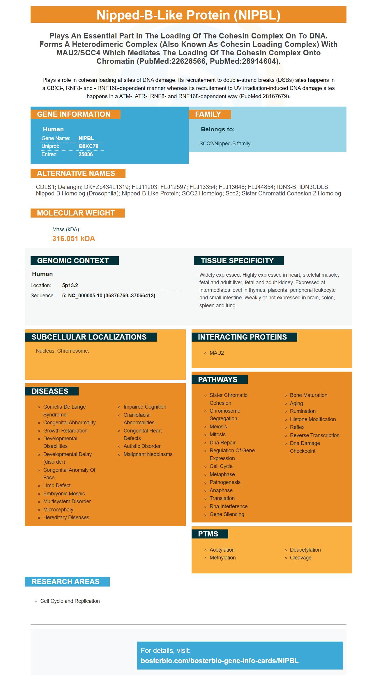 NIPBL Antibodies & ELISA Kits, NIPBL Proteins