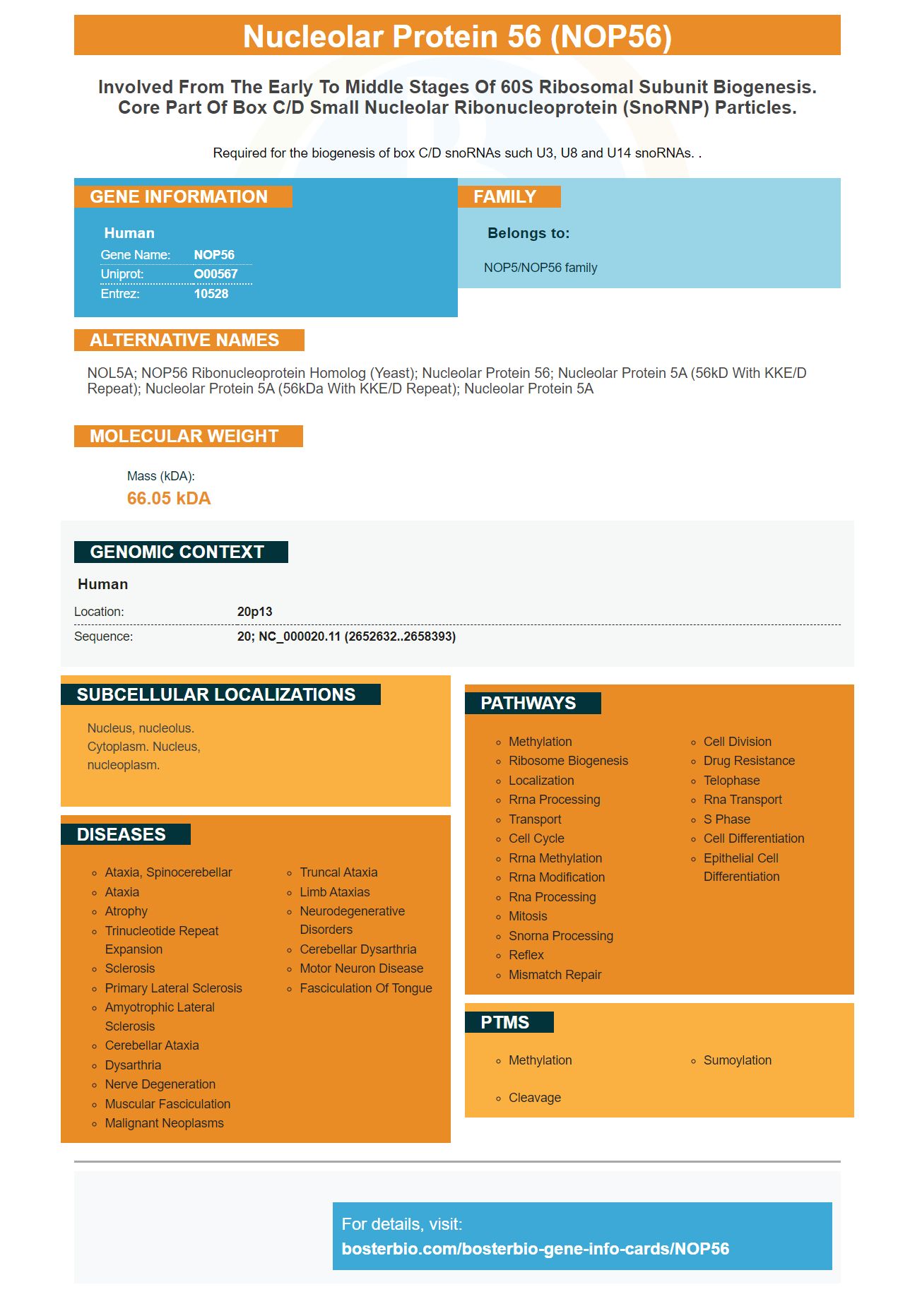 NOP56 Antibodies & ELISA Kits, NOP56 Proteins