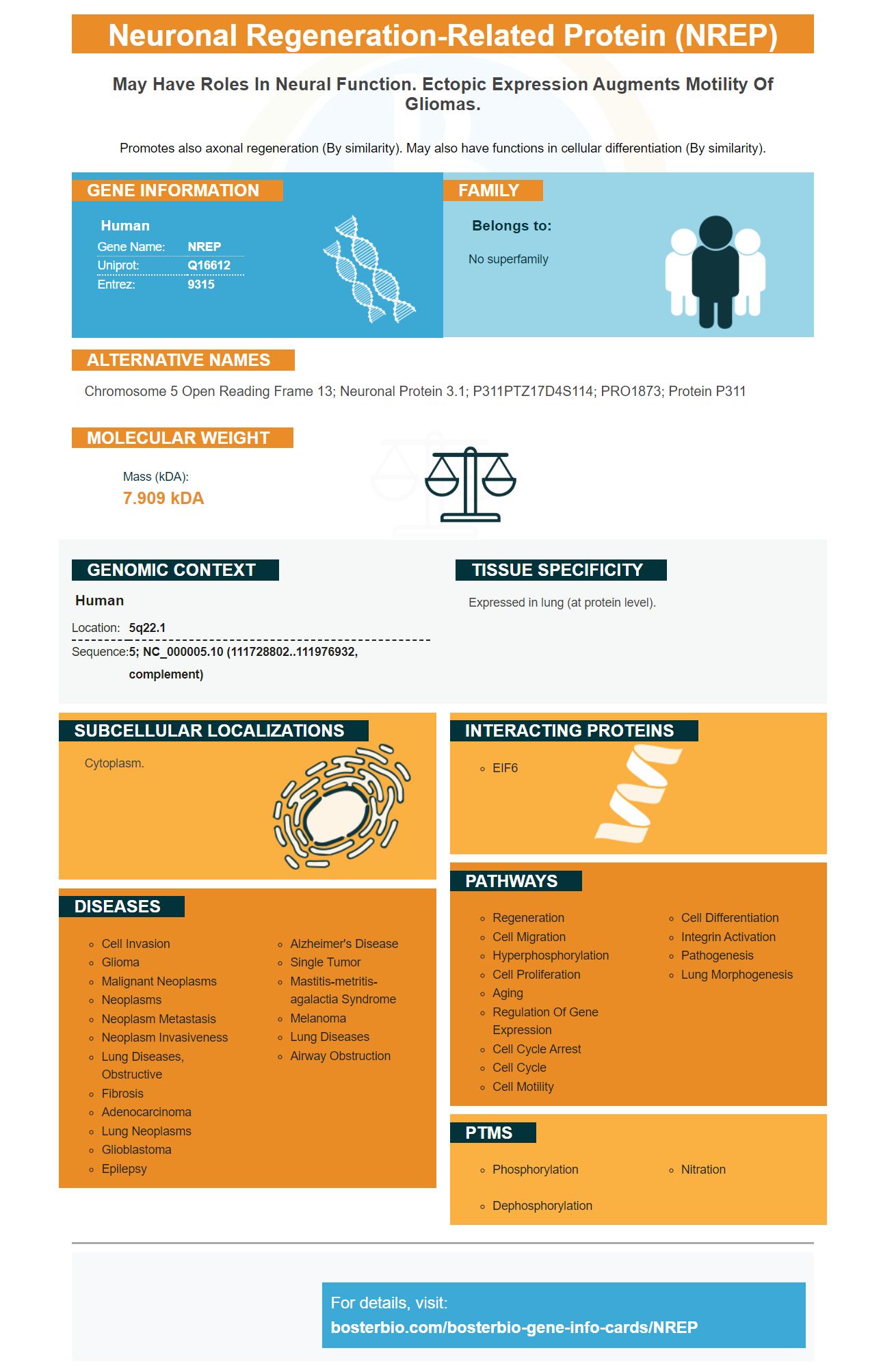 NREP Antibodies & ELISA Kits, P311 Proteins