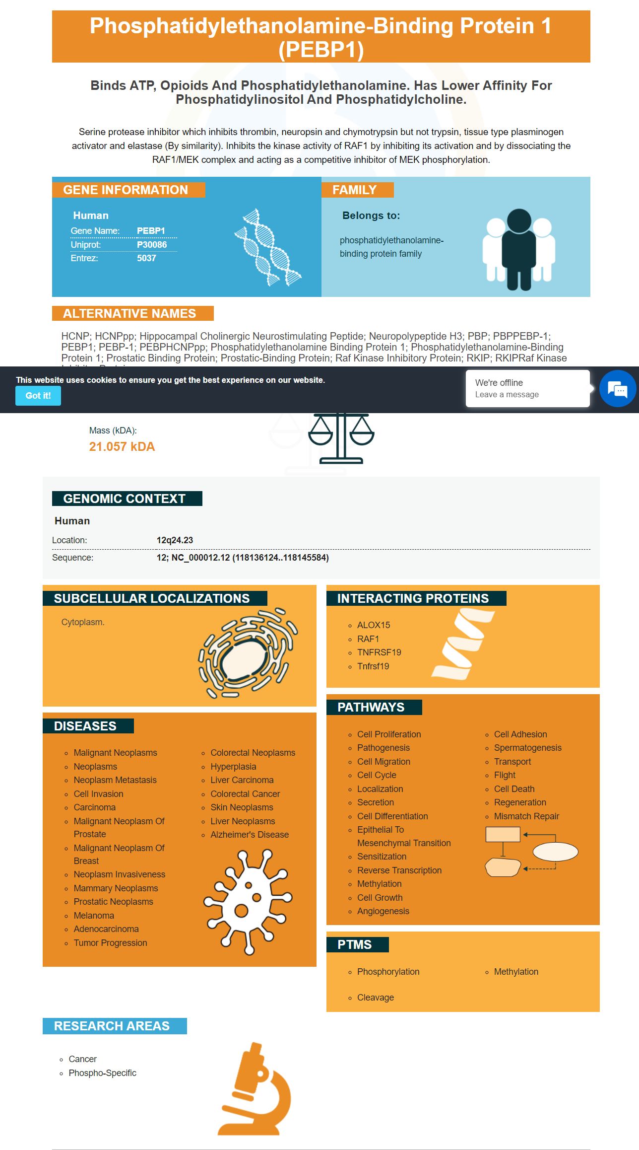 PEBP1 Antibodies & ELISA Kits, RKIP/PBP Proteins