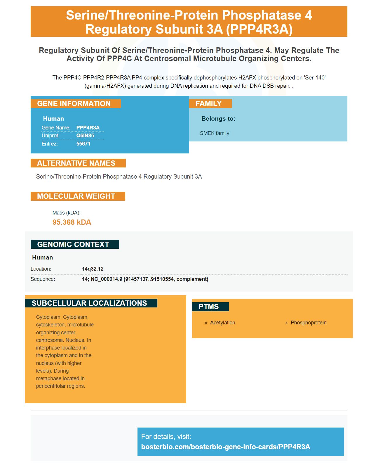 PPP4R3A Antibodies & ELISA Kits, PPP4R3A Proteins