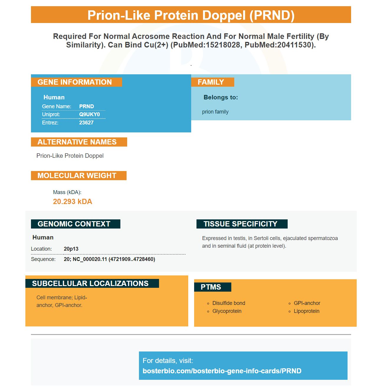 PRND Antibodies & ELISA Kits, PRND Proteins
