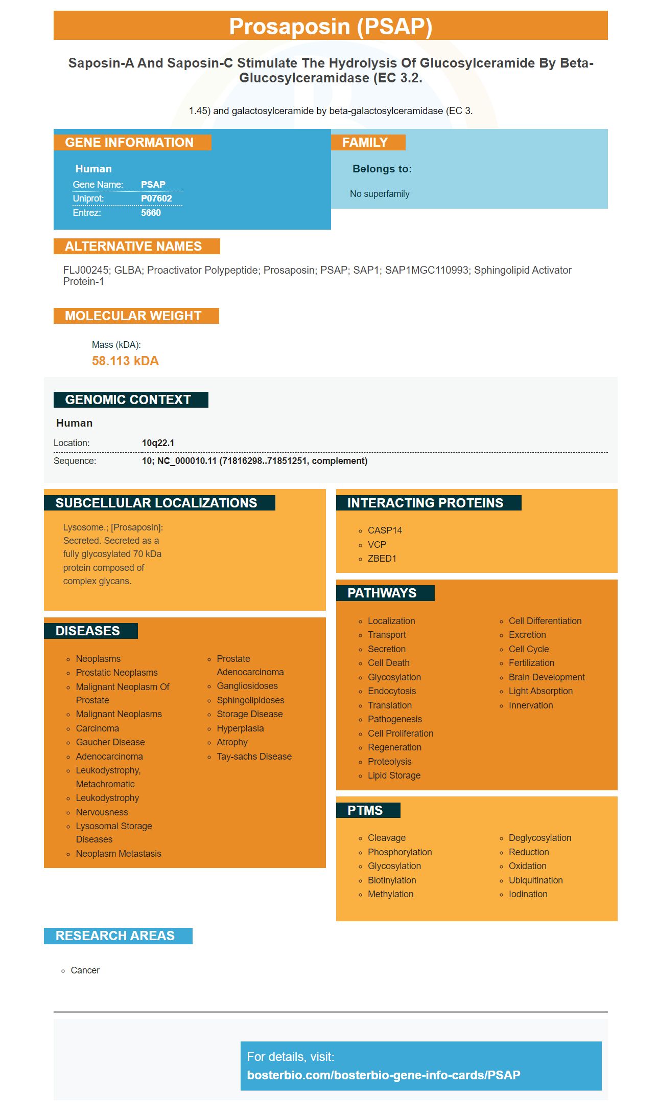 PSAP Antibodies & ELISA Kits, PSAP Proteins